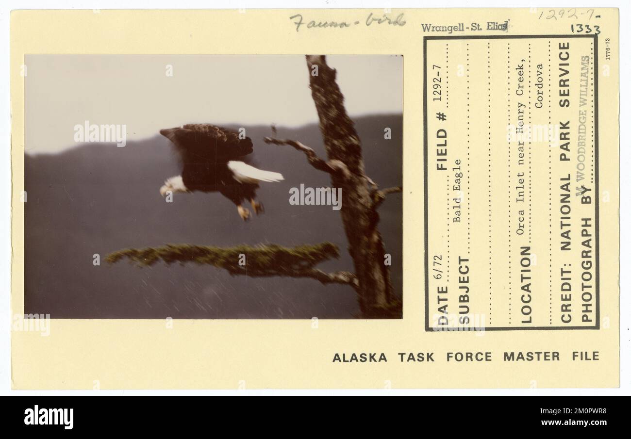 Bald eagle. Alaska Task Force Photographs Stock Photo - Alamy