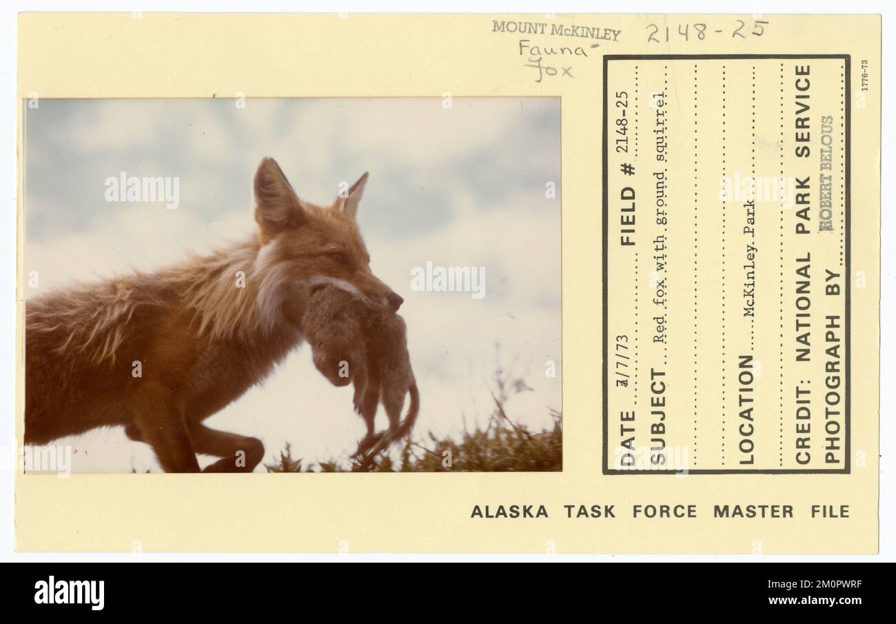 Alaska squirrel Cut Out Stock Images & Pictures - Alamy