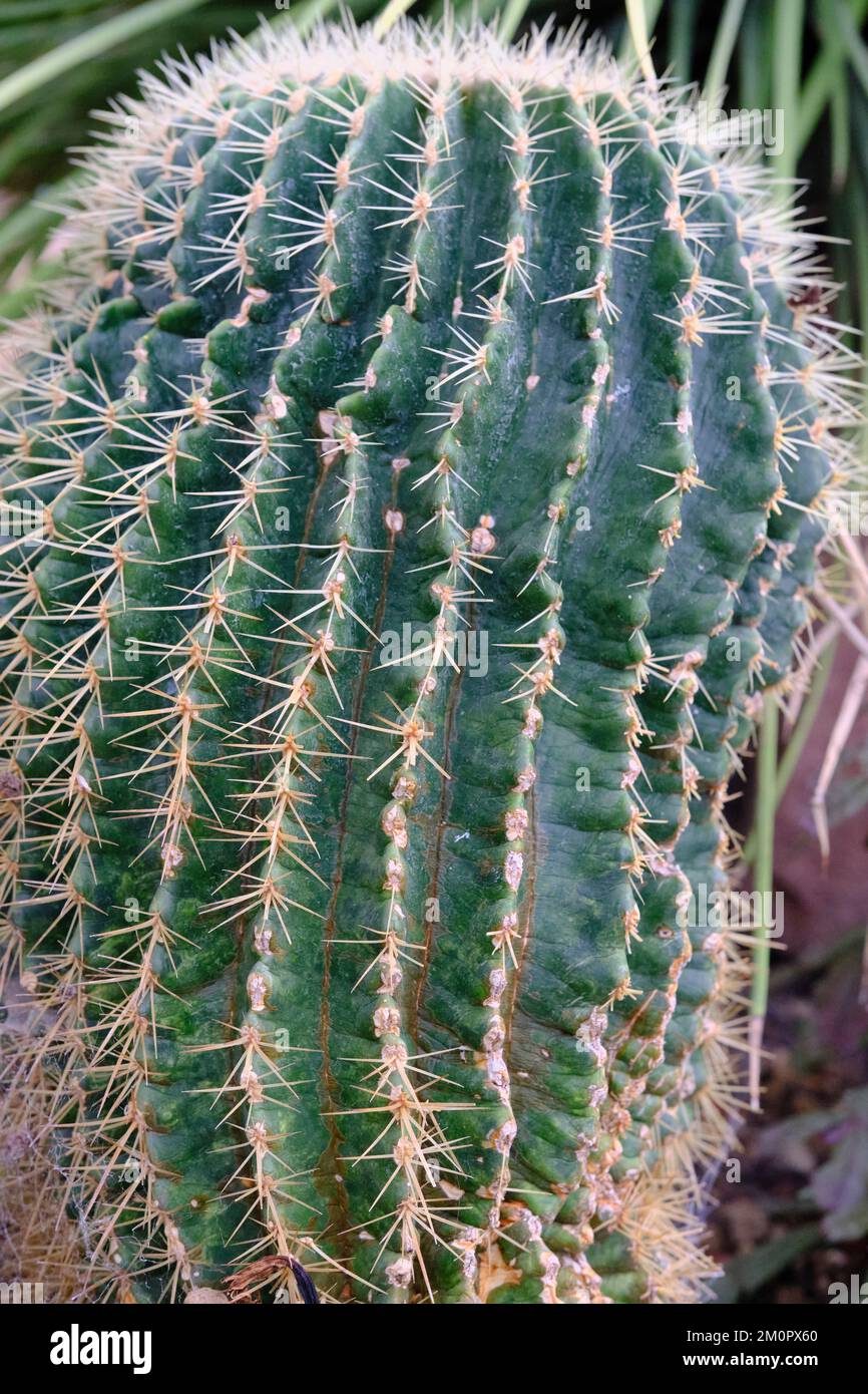 A close up of a cactus plant Stock Photo - Alamy