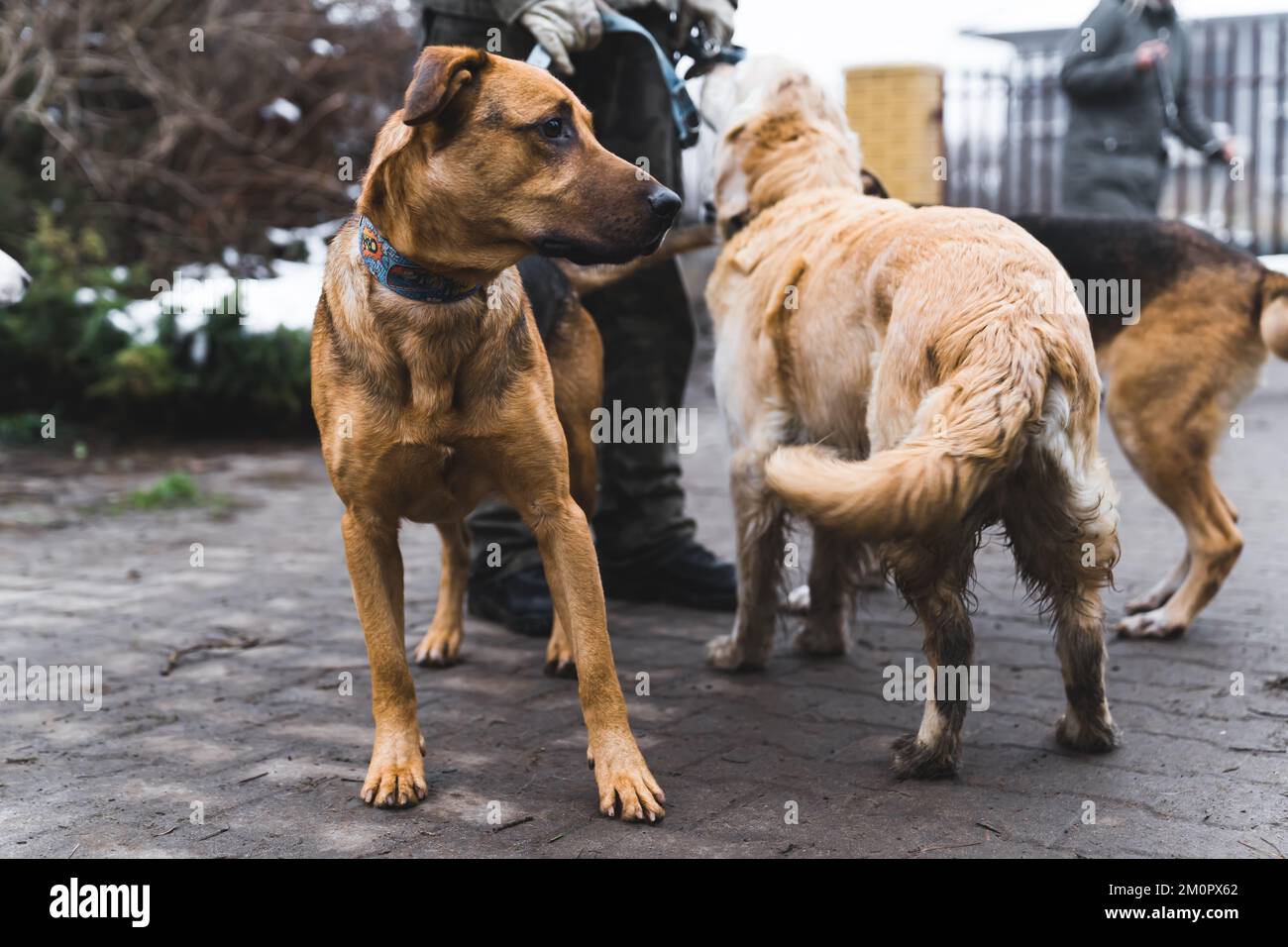 Stray dogs from the shelter outdoor. High quality photo Stock Photo - Alamy