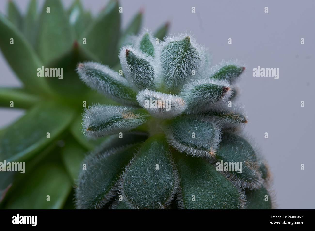 A close up of a furry succulent plant Stock Photo - Alamy