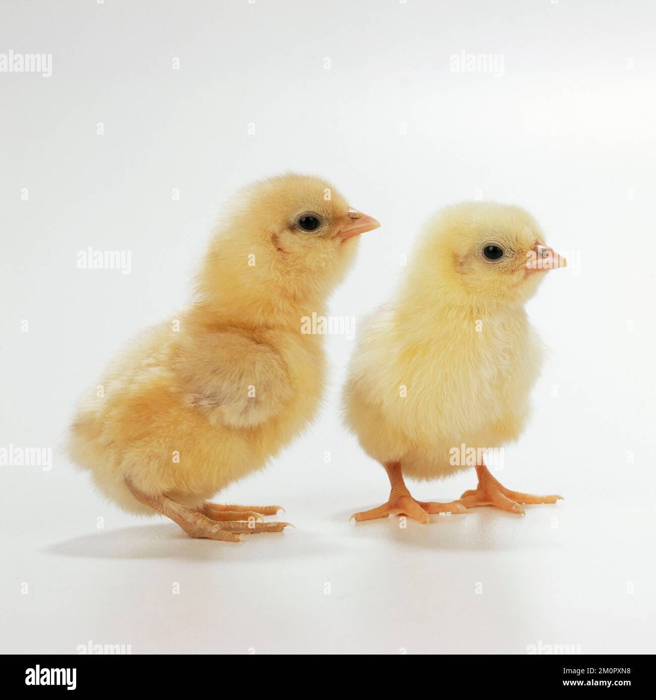 CHICKEN - two chicks, side and front view Stock Photo - Alamy