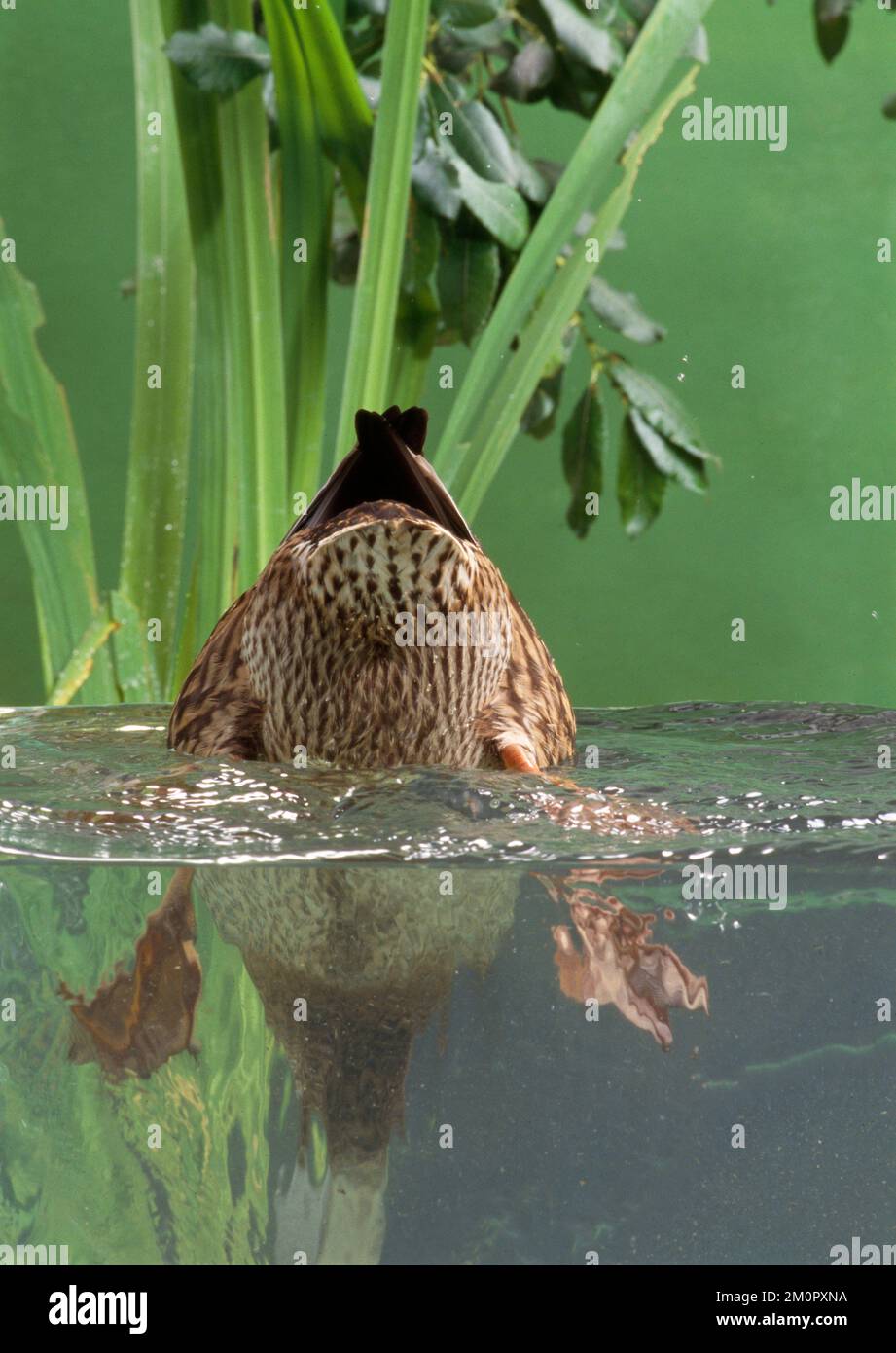 Mallard Duck - female dabbling Stock Photo - Alamy