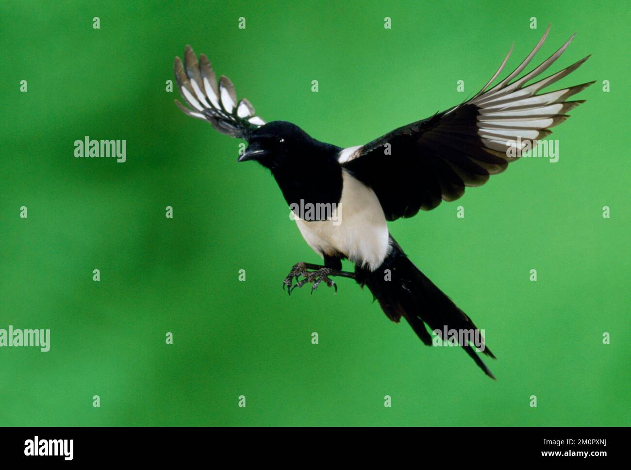 MAGPIE - in Flight Stock Photo - Alamy
