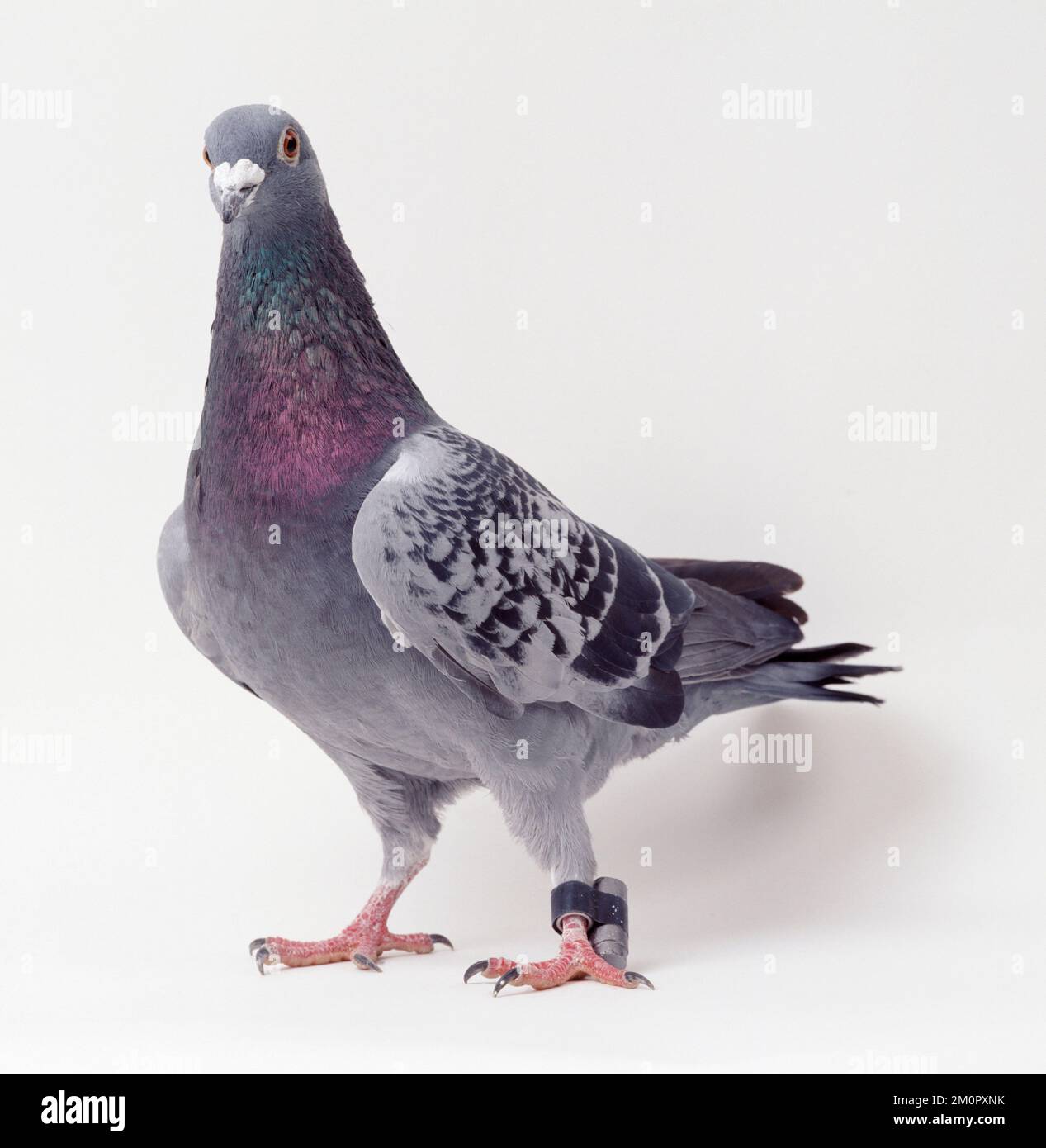 Carrier / Racing / Homing PIGEON - in studio Stock Photo - Alamy