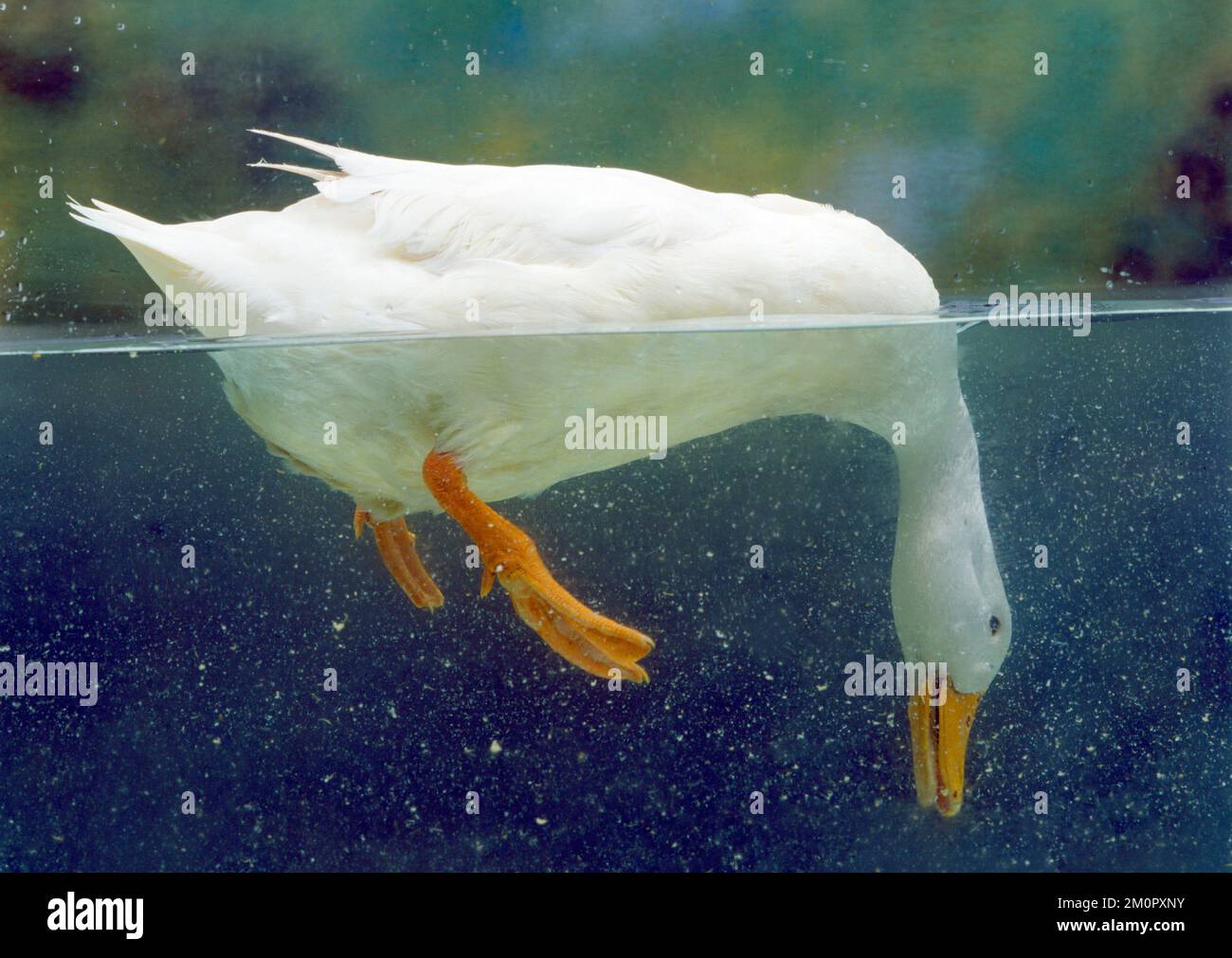 Aylesbury Duck - domestic, above & below water Stock Photo - Alamy