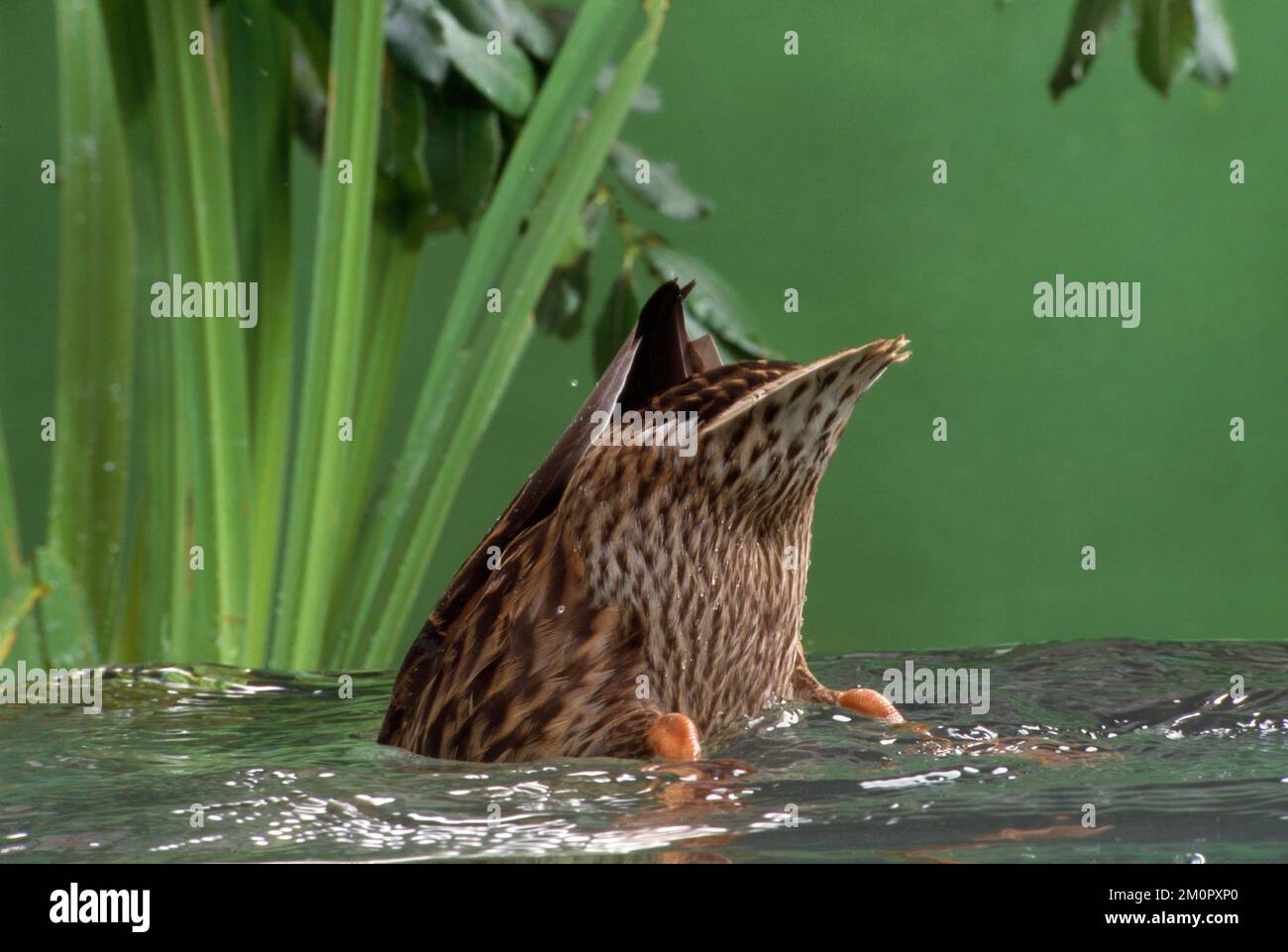 Mallard Duck - female dabbling Stock Photo - Alamy