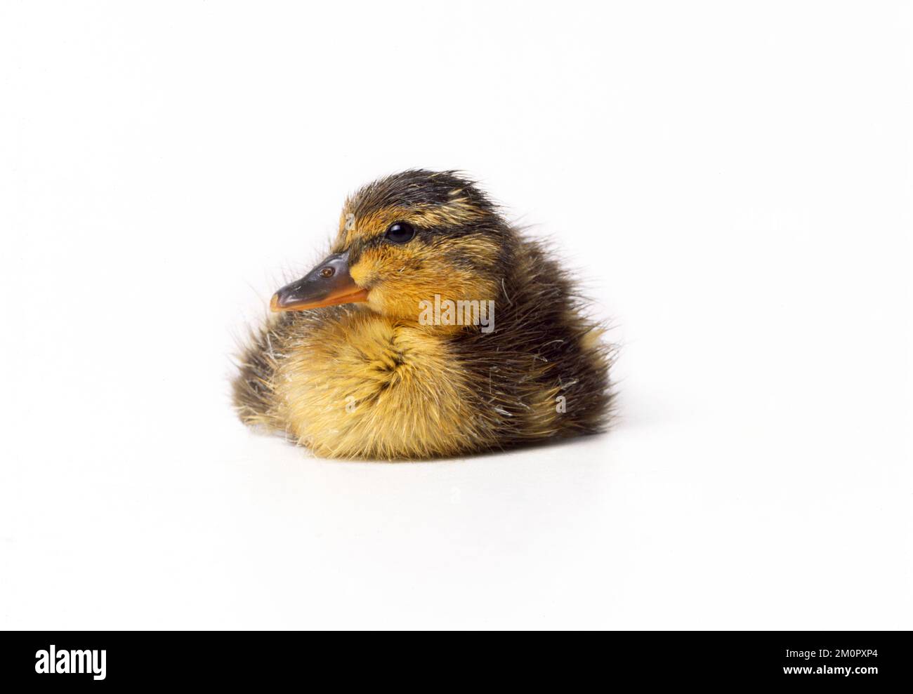 Duckling background Cut Out Stock Images & Pictures - Alamy