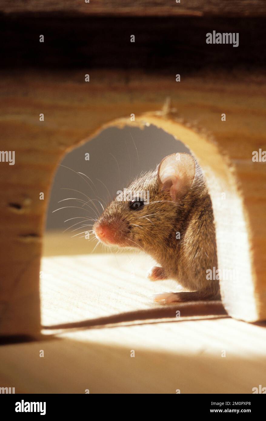 Mouse skirting board hi-res stock photography and images - Alamy