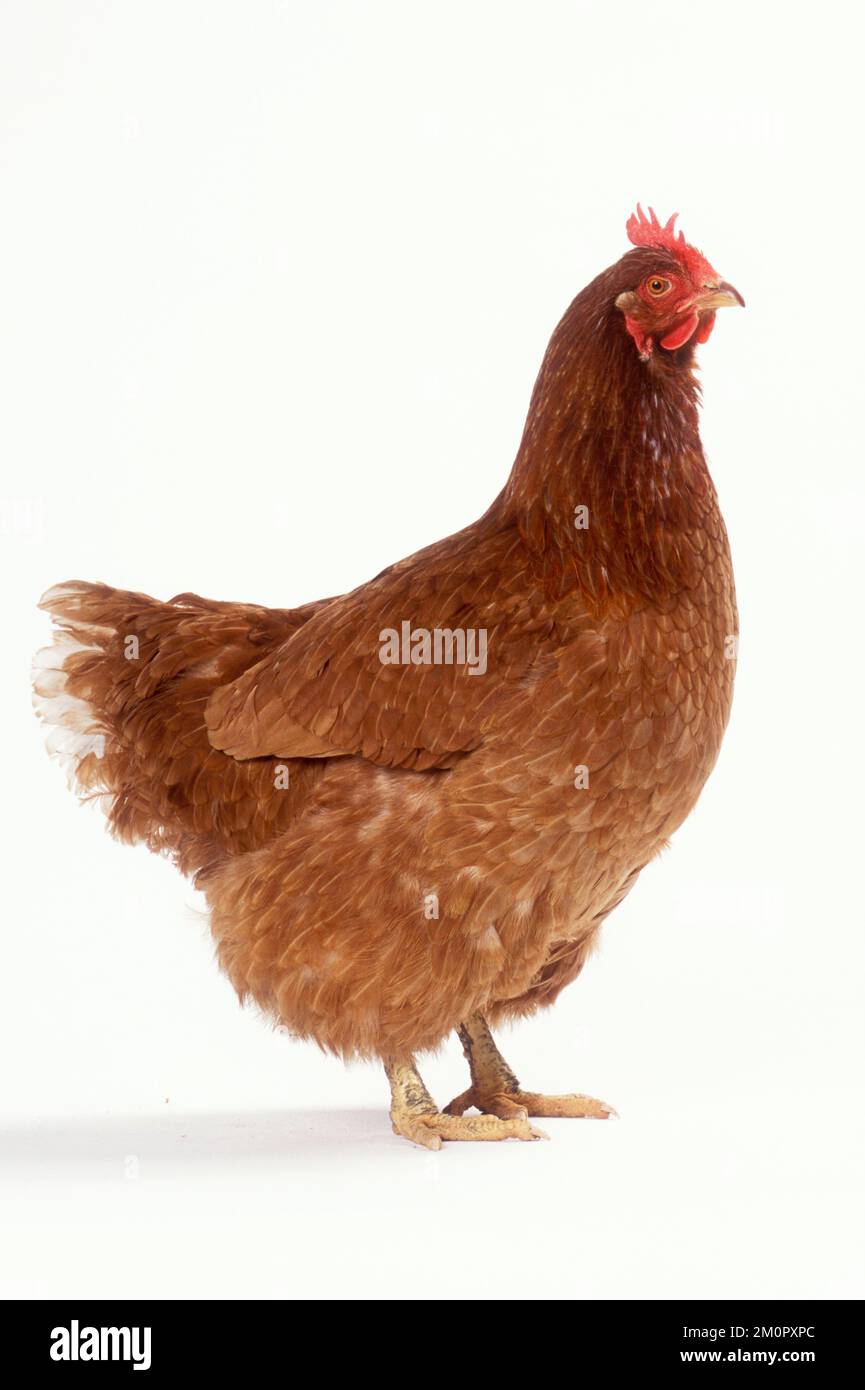 Hen and chicken hi-res stock photography and images - Alamy