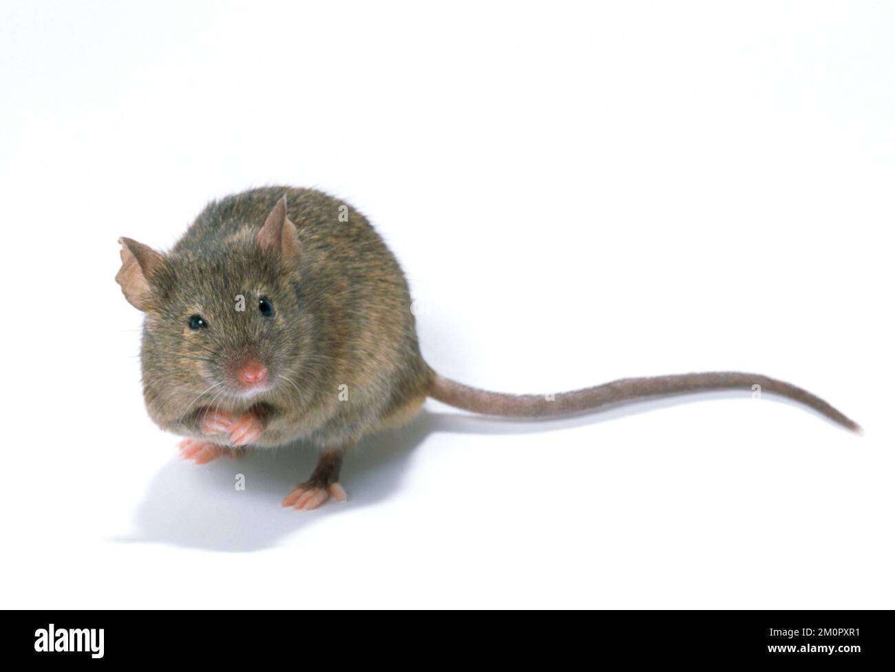 The mouse house hi-res stock photography and images - Alamy