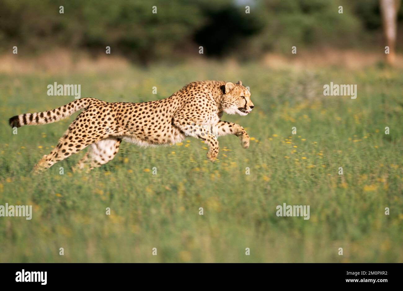 Cheetah running sequence hi-res stock photography and images - Alamy