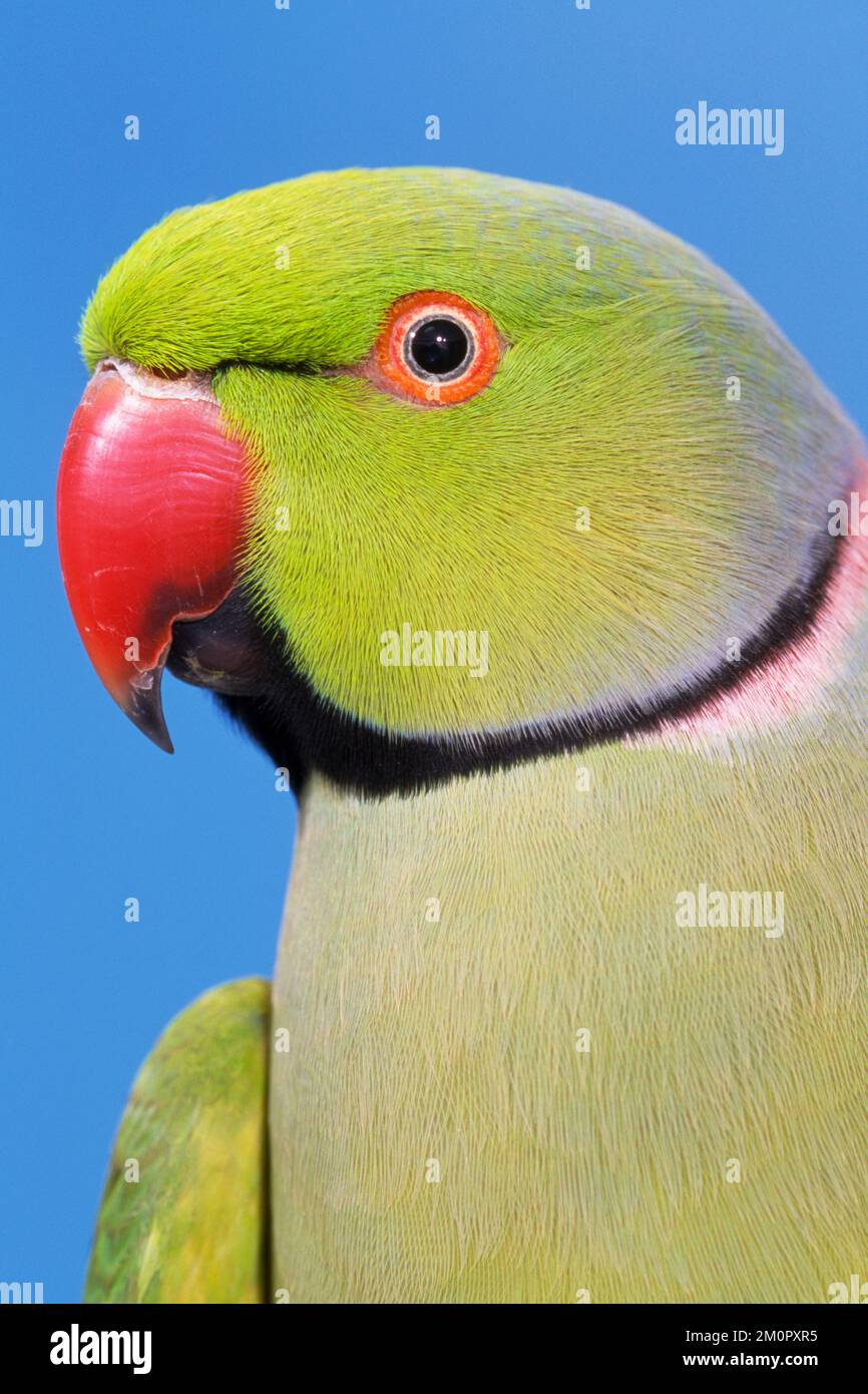 Rose ringed parakeet hi-res stock photography and images - Alamy