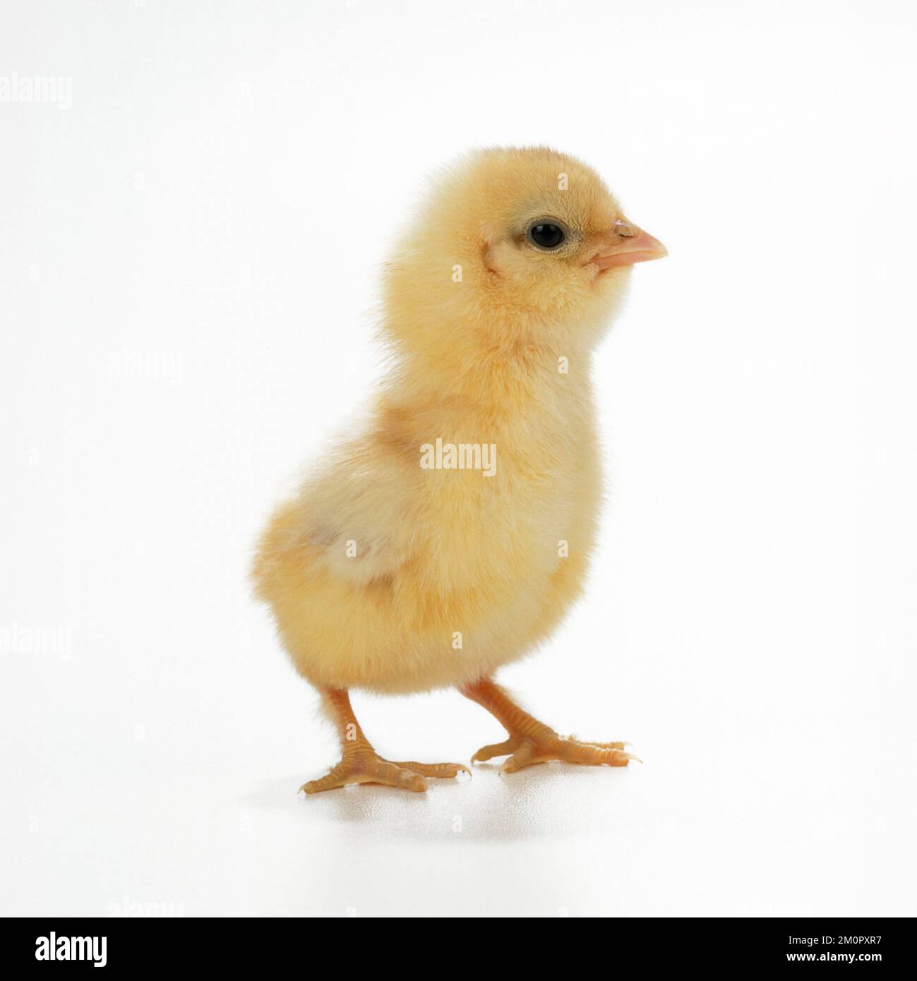 CHICKEN - chick, side view Stock Photo - Alamy