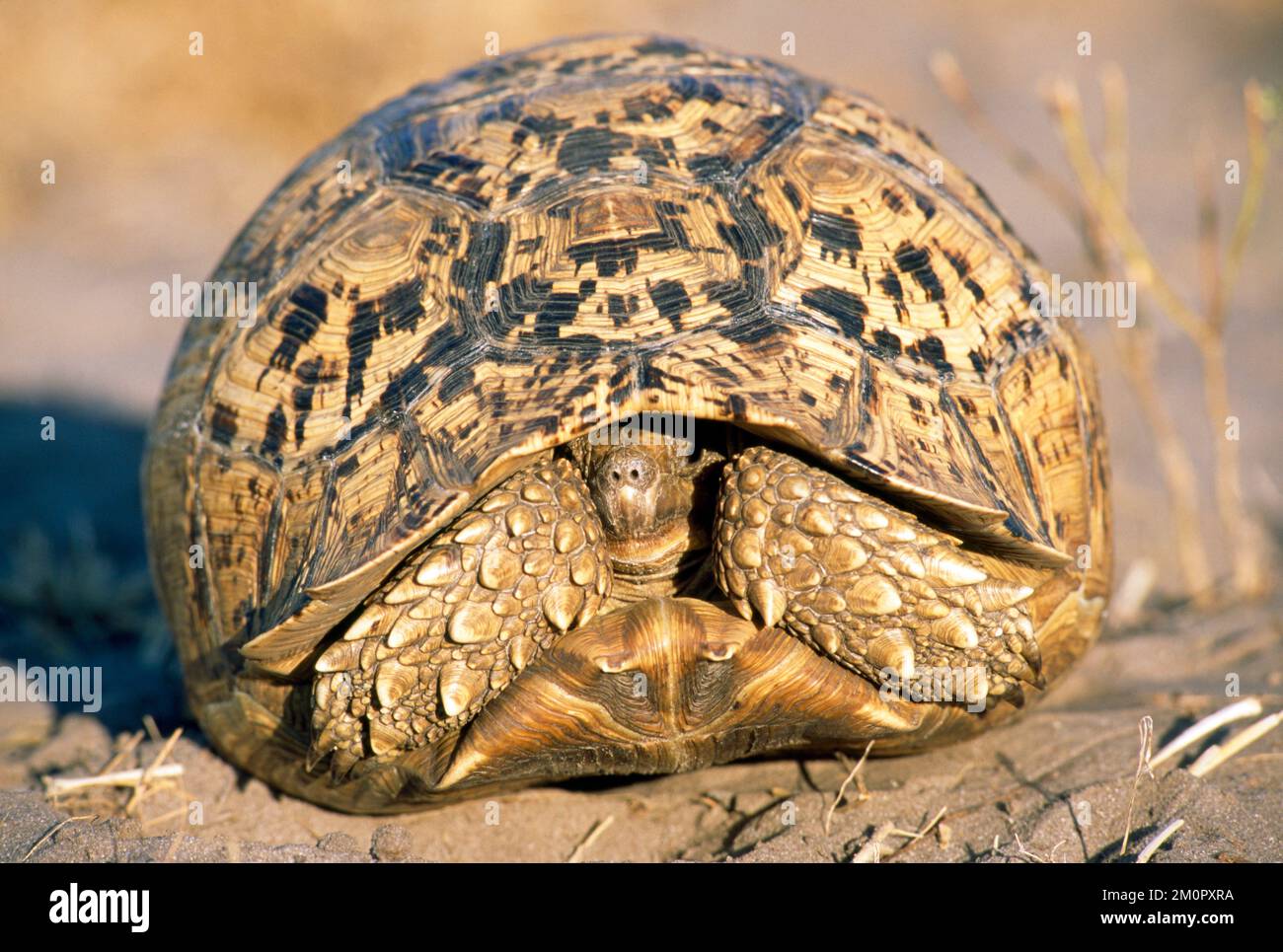 Tortoise shells hi-res stock photography and images - Alamy