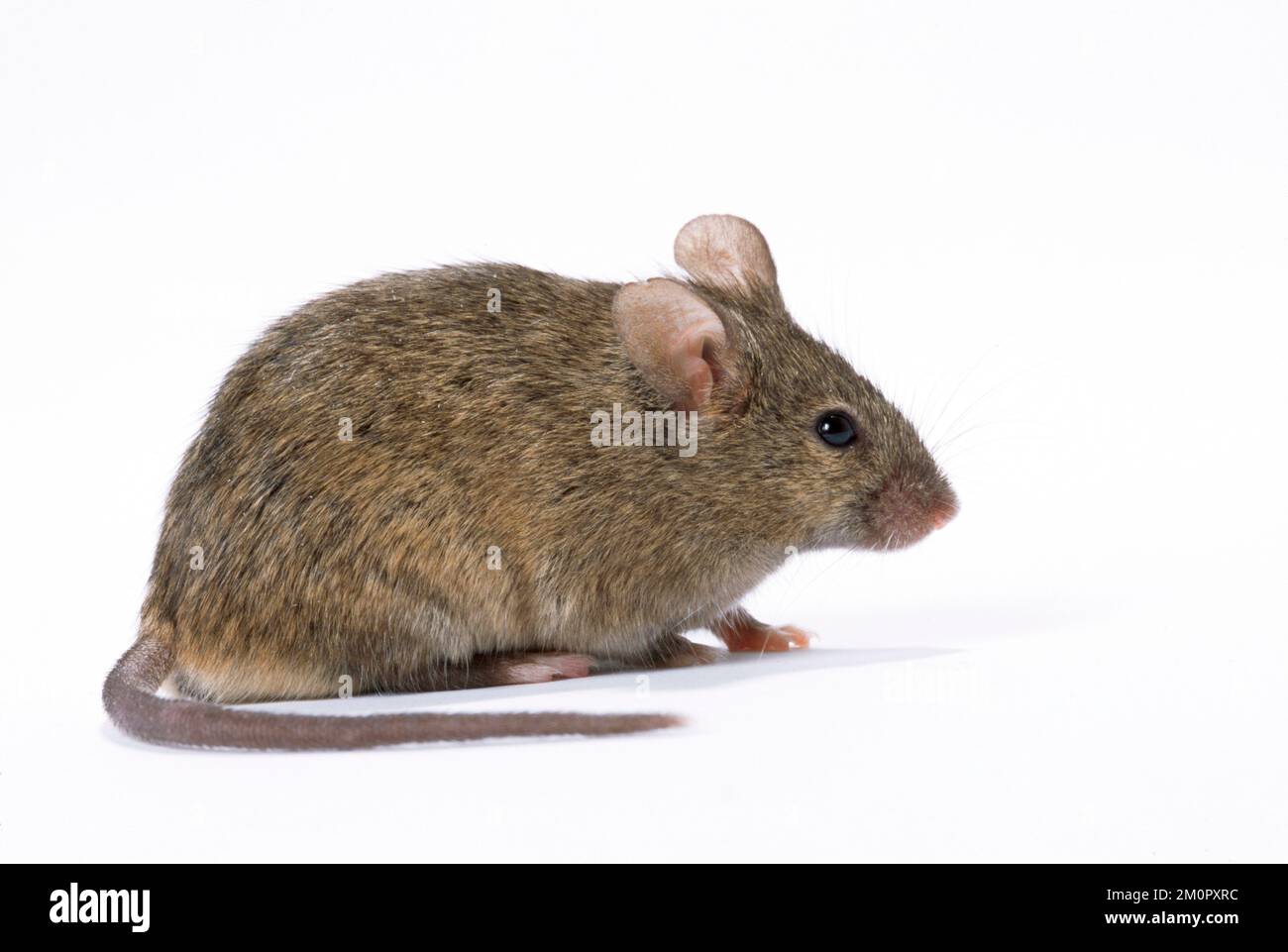 Mouse animal hi-res stock photography and images - Alamy