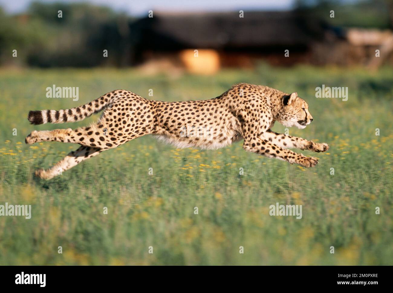 Cheetah running sequence hi-res stock photography and images - Alamy