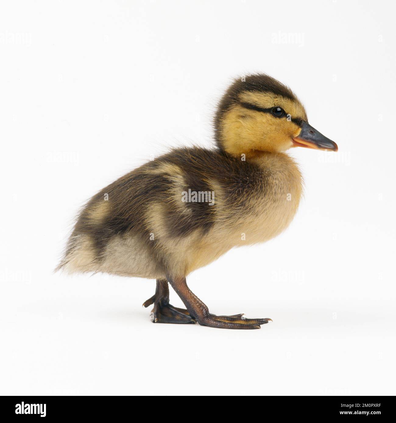 White mallard duck hi-res stock photography and images - Alamy