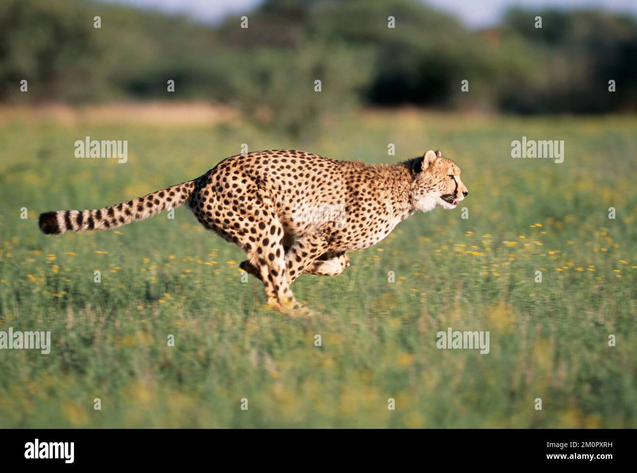 Cheetah running sequence hi-res stock photography and images - Alamy