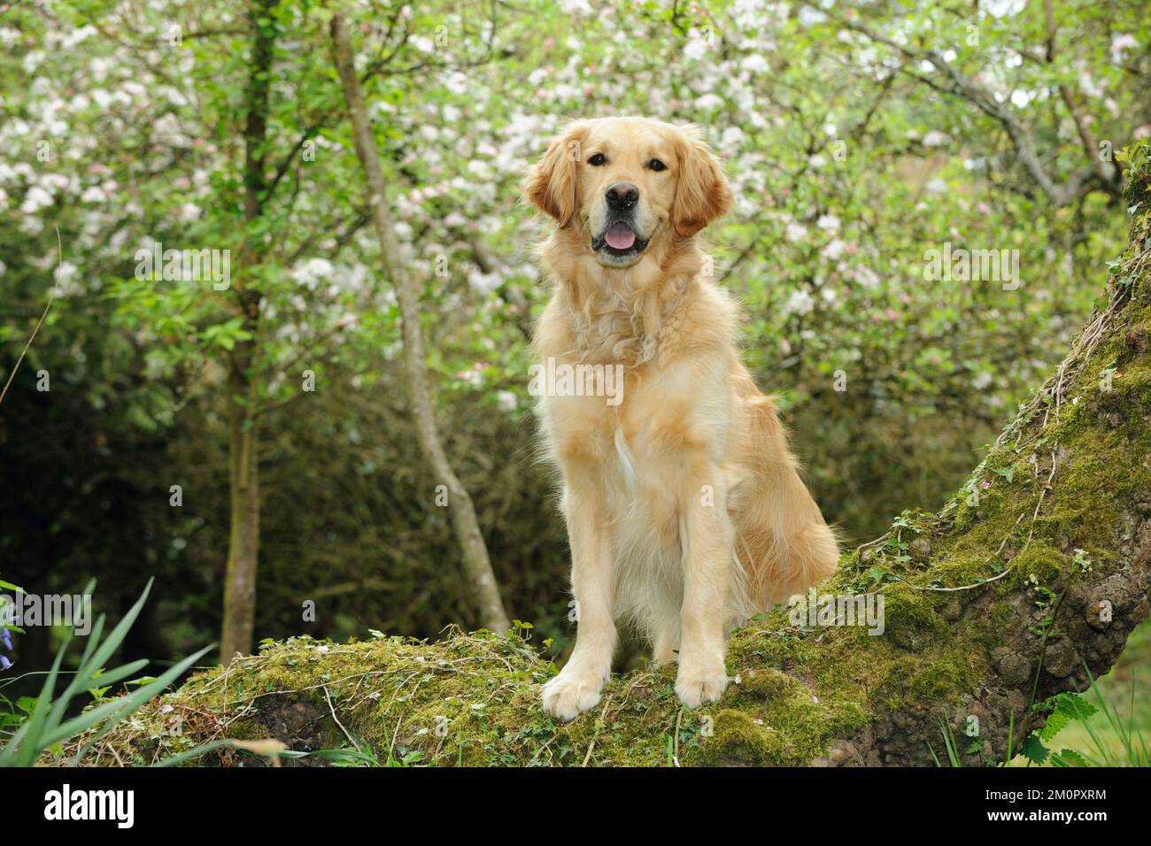 Golden Retriever Standing Up