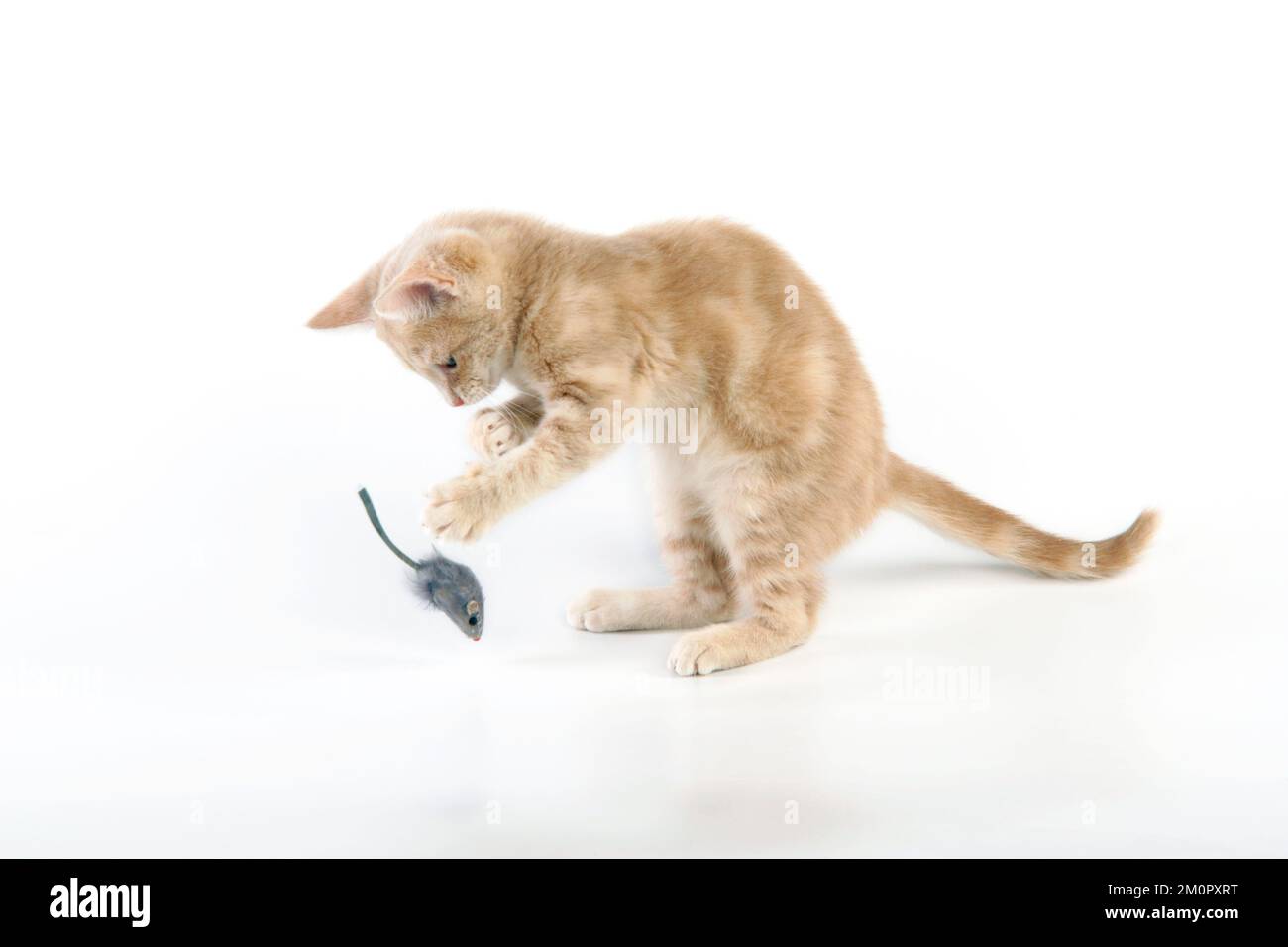 Cat catching mouse hi-res stock photography and images - Alamy