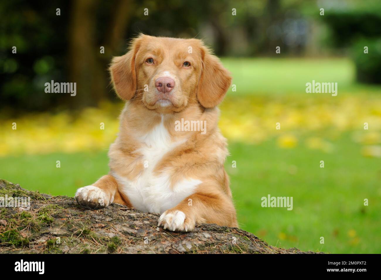 DOG. Nova scotia duck tolling retriever standing Stock Photo - Alamy