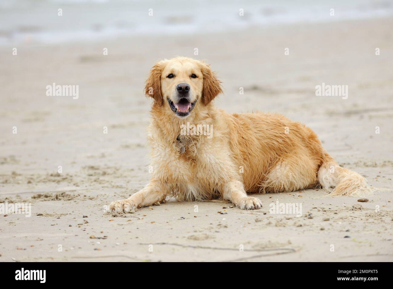 Dog on beach sea hi-res stock photography and images - Alamy