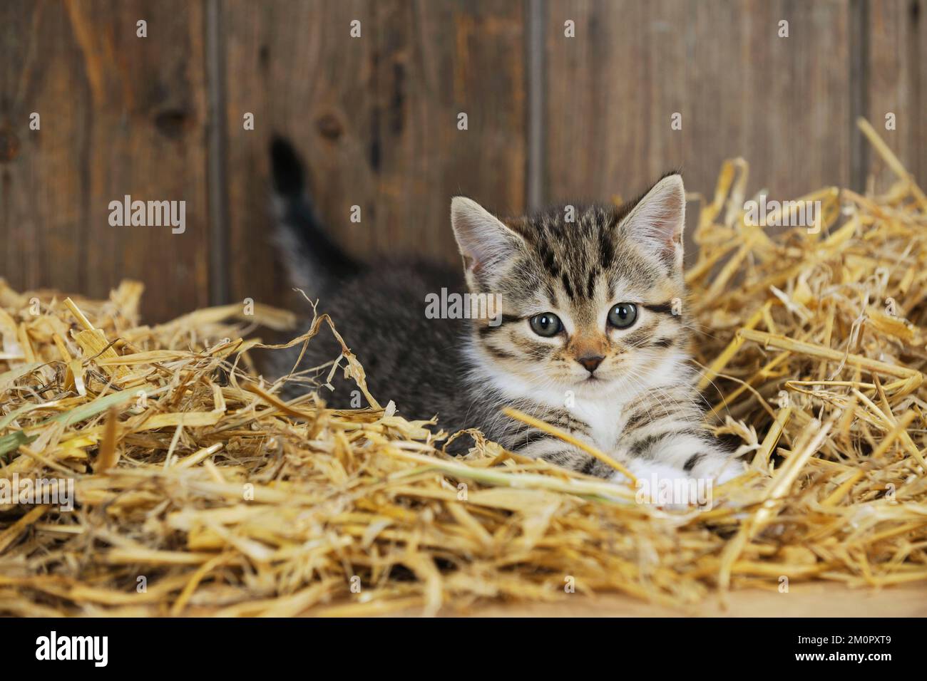CAT. Kitten sitting in straw Stock Photo - Alamy