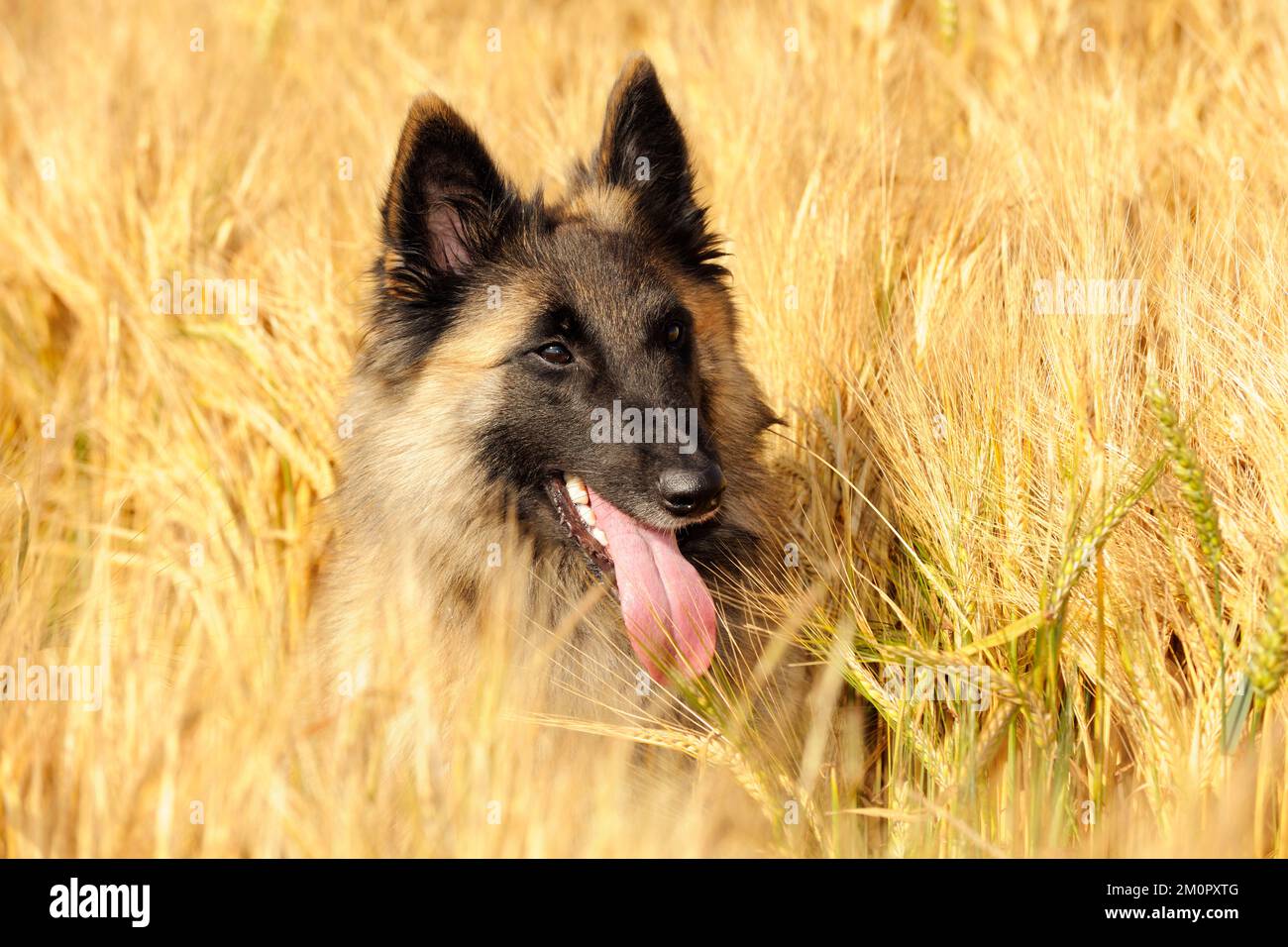 Dog. Tervuren Belgian Shepherd dog in field Stock Photo - Alamy