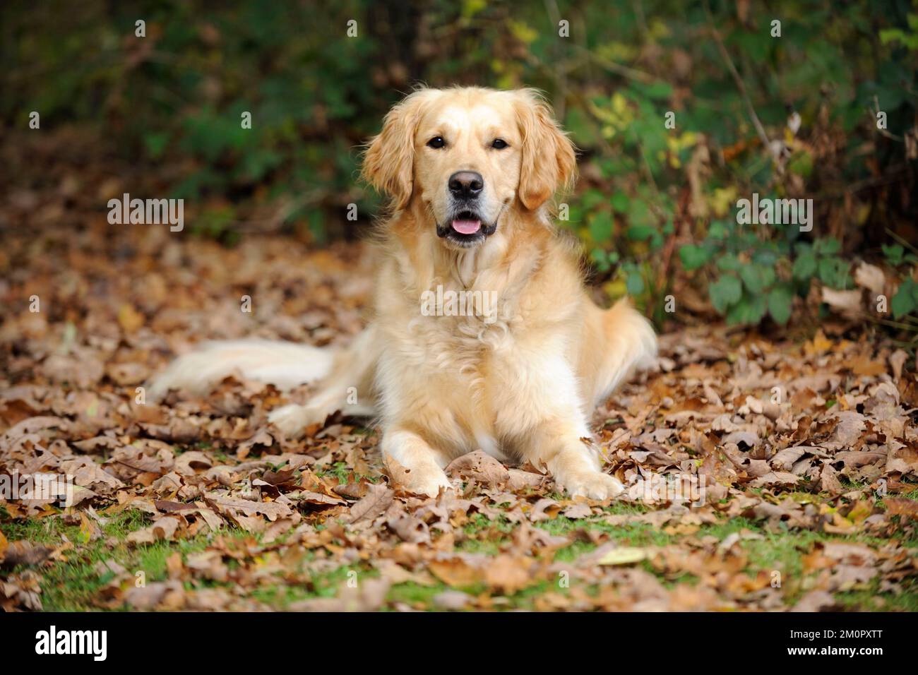 Golden retriever dog park hi-res stock photography and images - Alamy