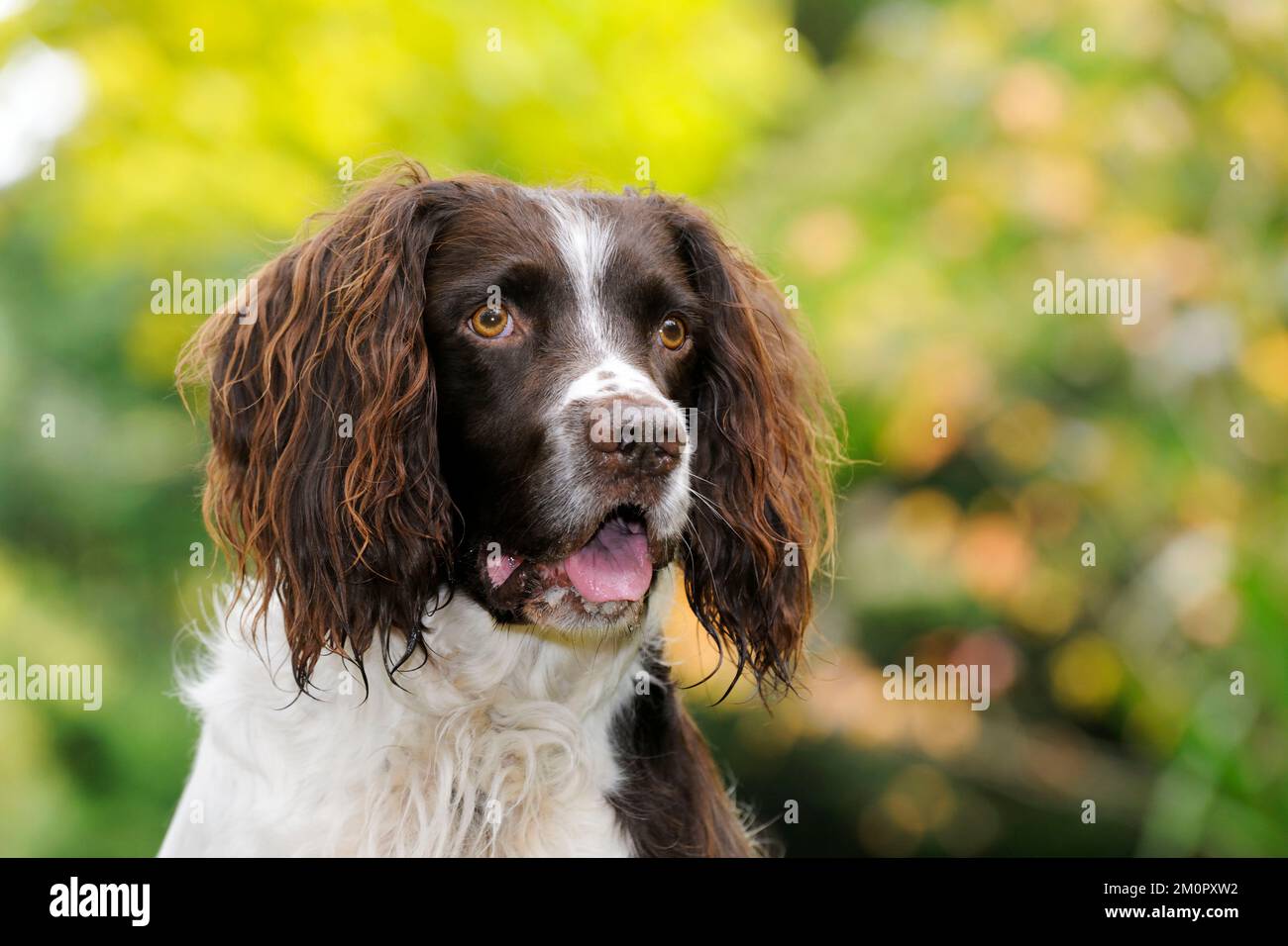 DOG. English springer spaniel close up of head Stock Photo - Alamy