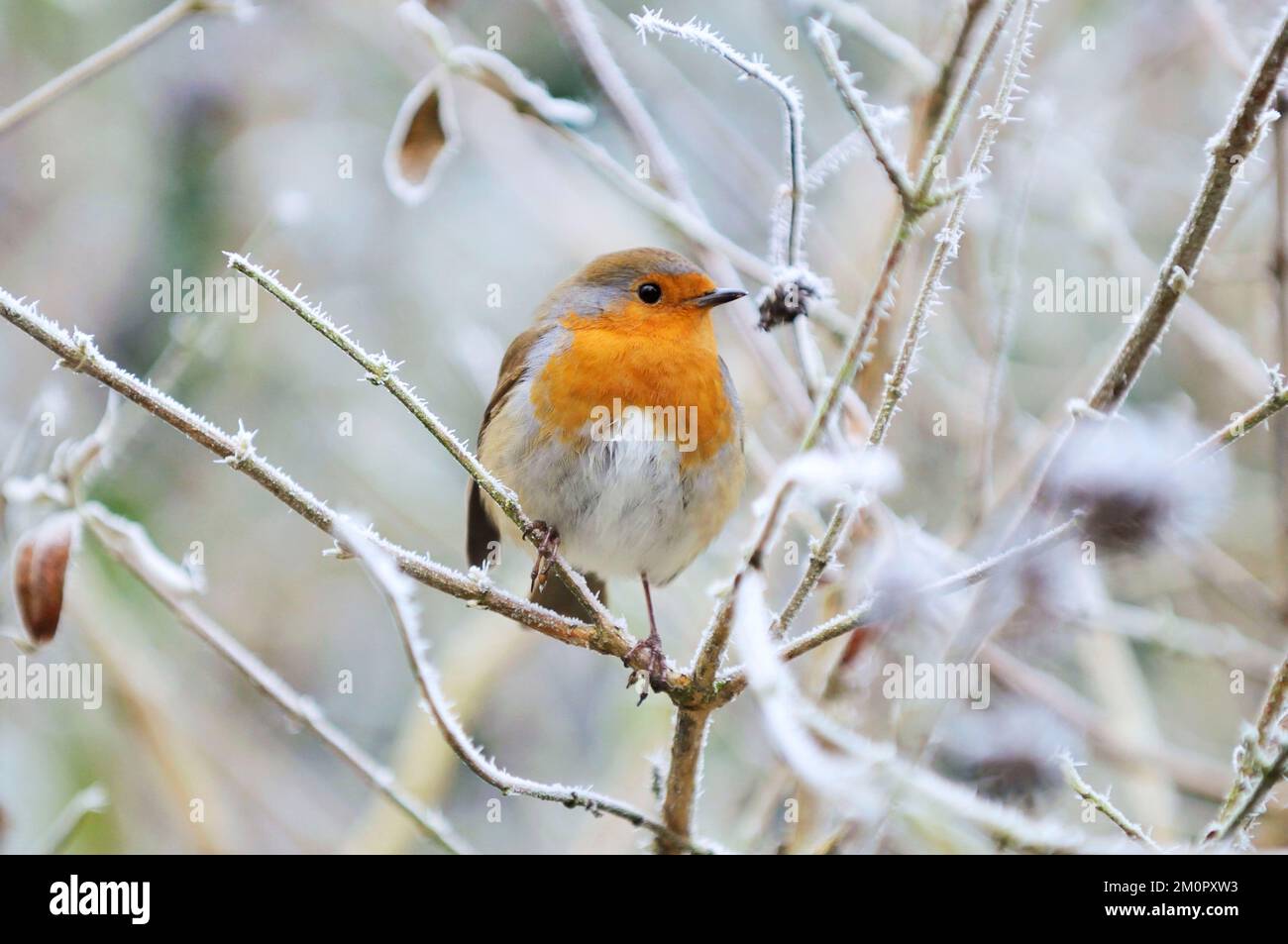 Robin bird in wildlife hi-res stock photography and images - Alamy