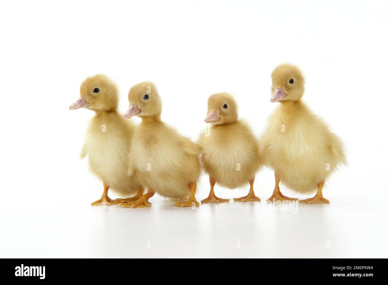 Ducklings birds hi-res stock photography and images - Alamy