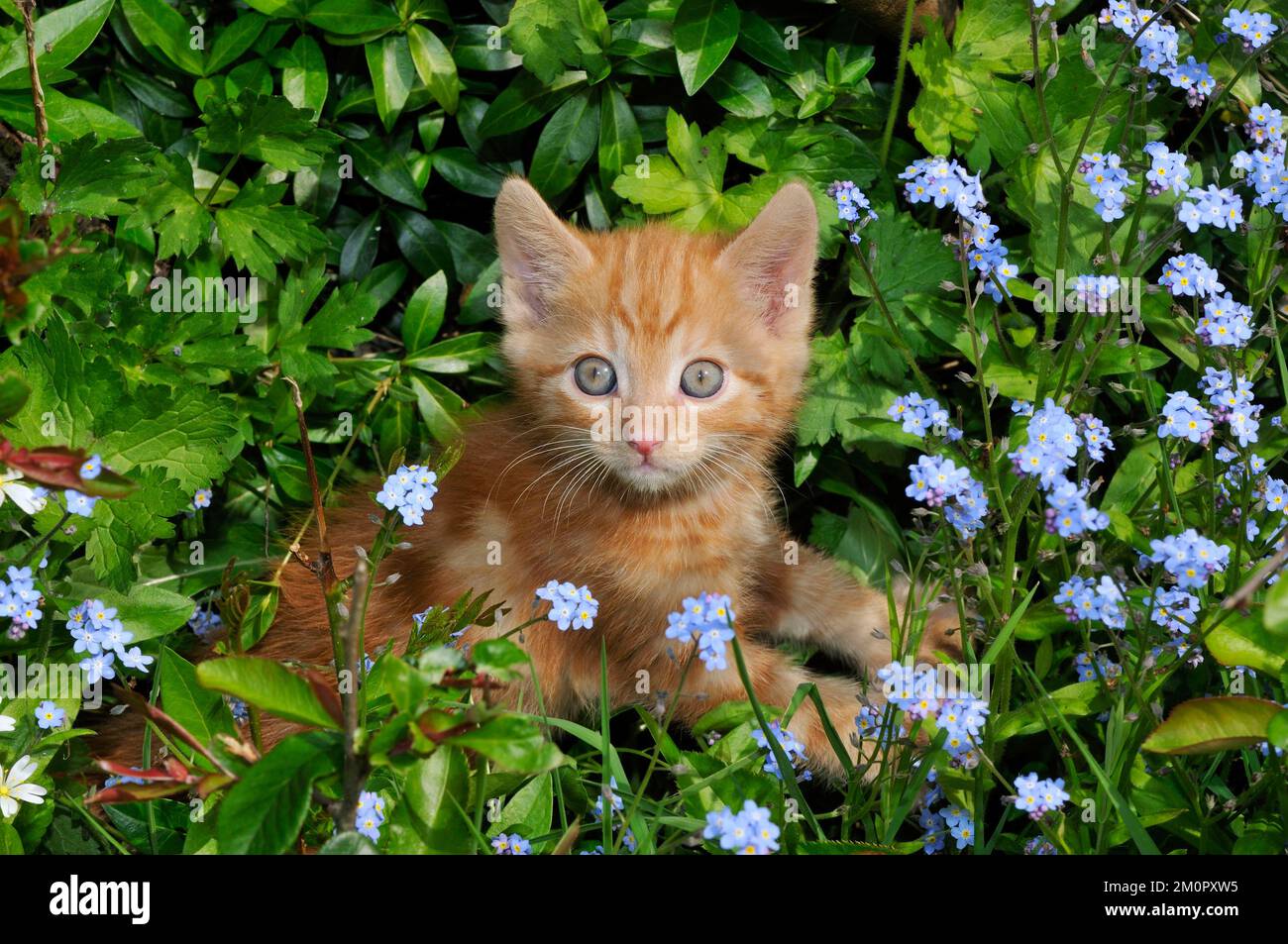 Kitten ( ginger) in the garden Stock Photo - Alamy
