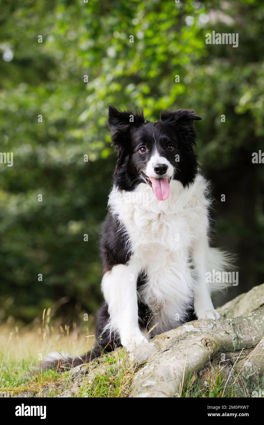 Dog. Border Collie sitting by tree Stock Photo - Alamy