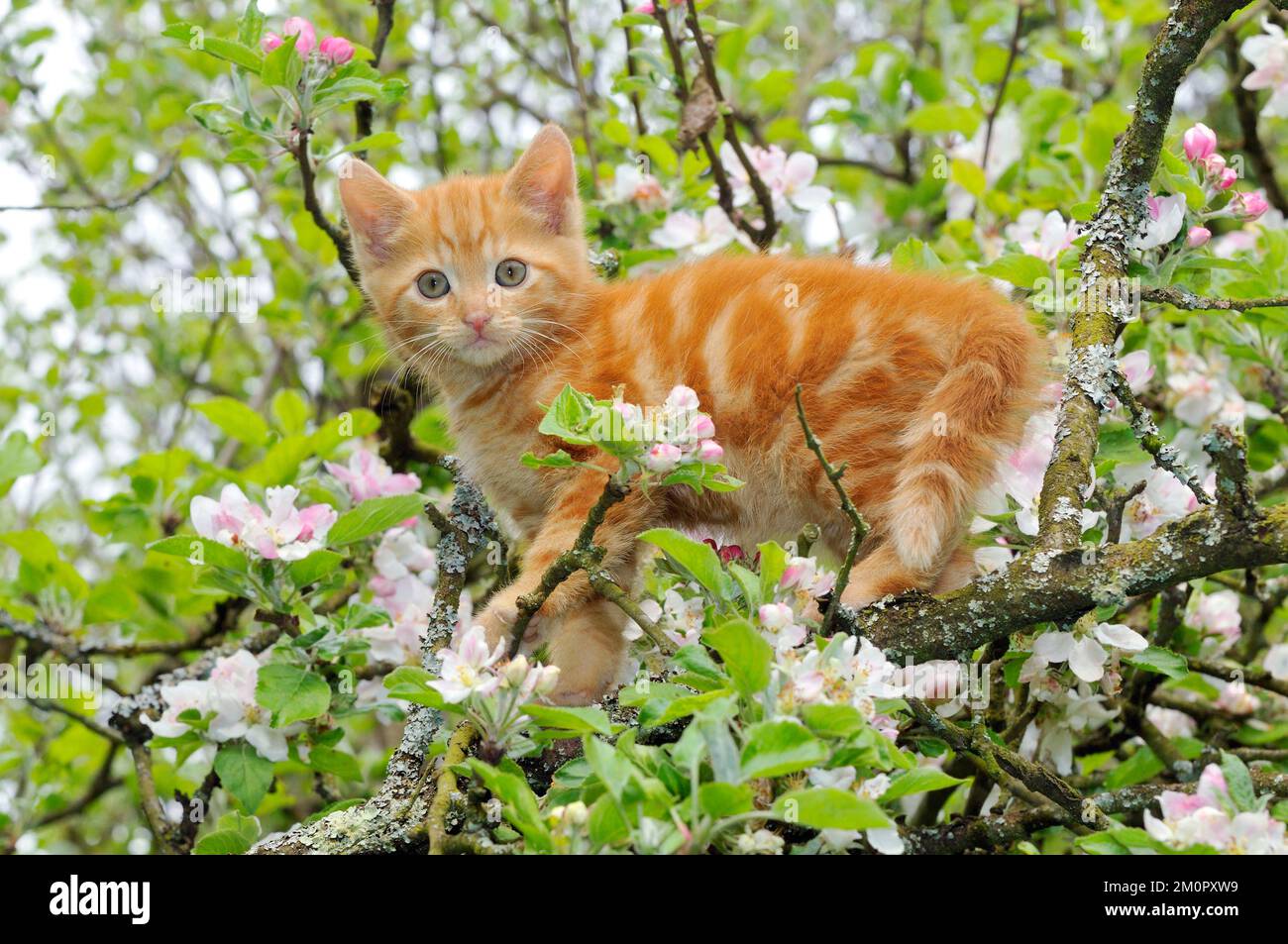 KITTEN. (ginger) in an apple tree Stock Photo - Alamy