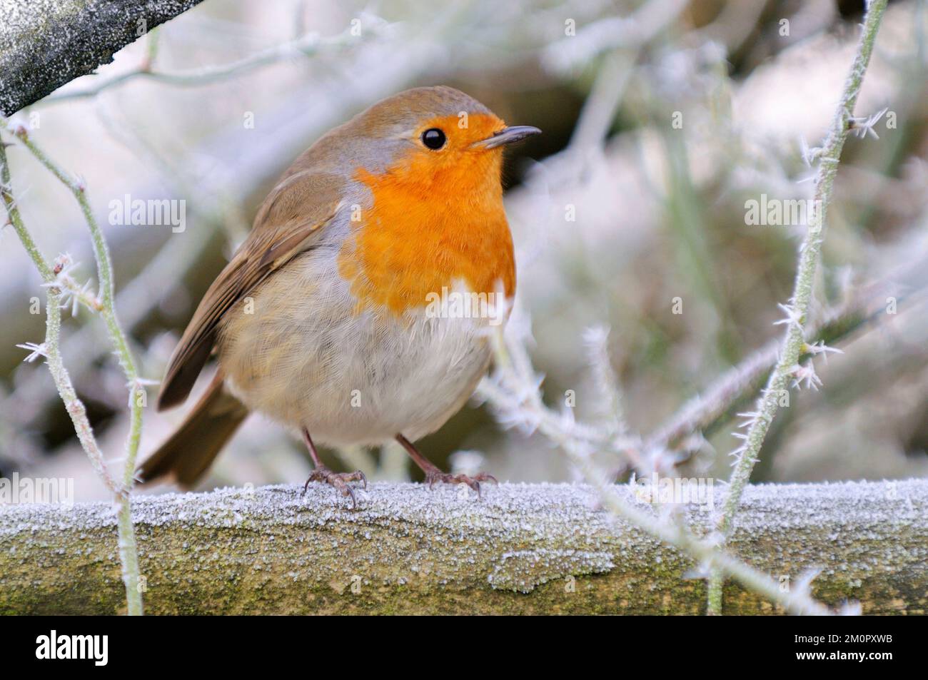 Robin bird in wildlife hi-res stock photography and images - Alamy