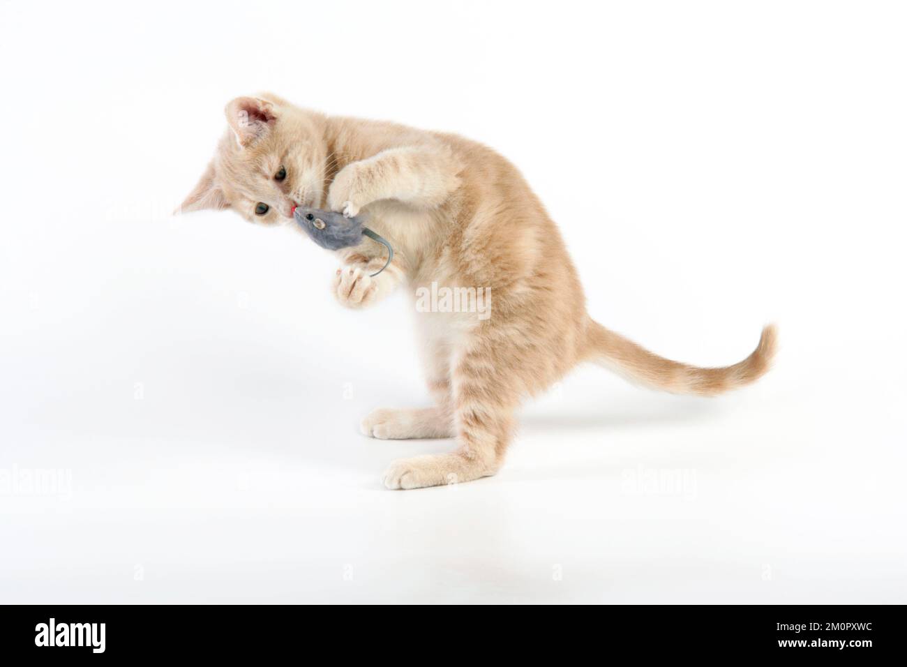 CAT. cream tabby kitten plying with a toy mouse Stock Photo - Alamy