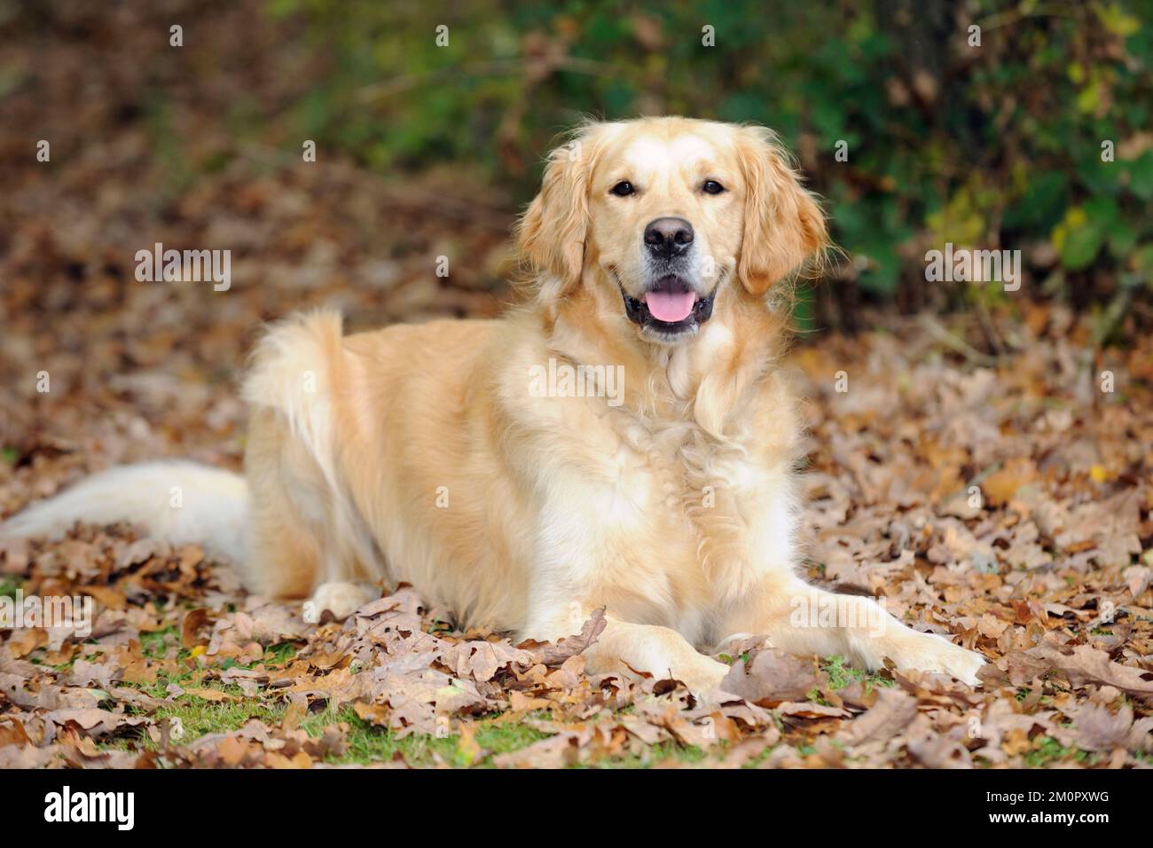 Golden retriever dog park hi-res stock photography and images - Alamy