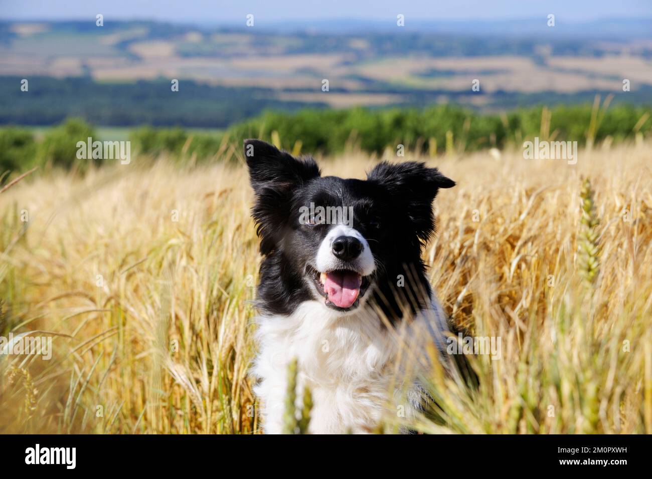 Smiling border collie dog hi-res stock photography and images - Alamy