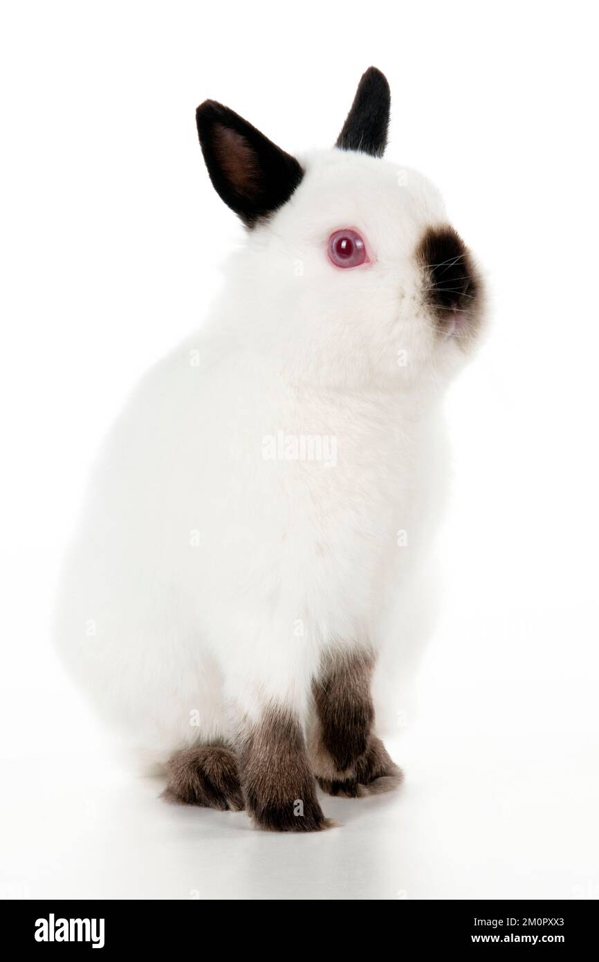 Himalyan animal hi-res stock photography and images - Alamy