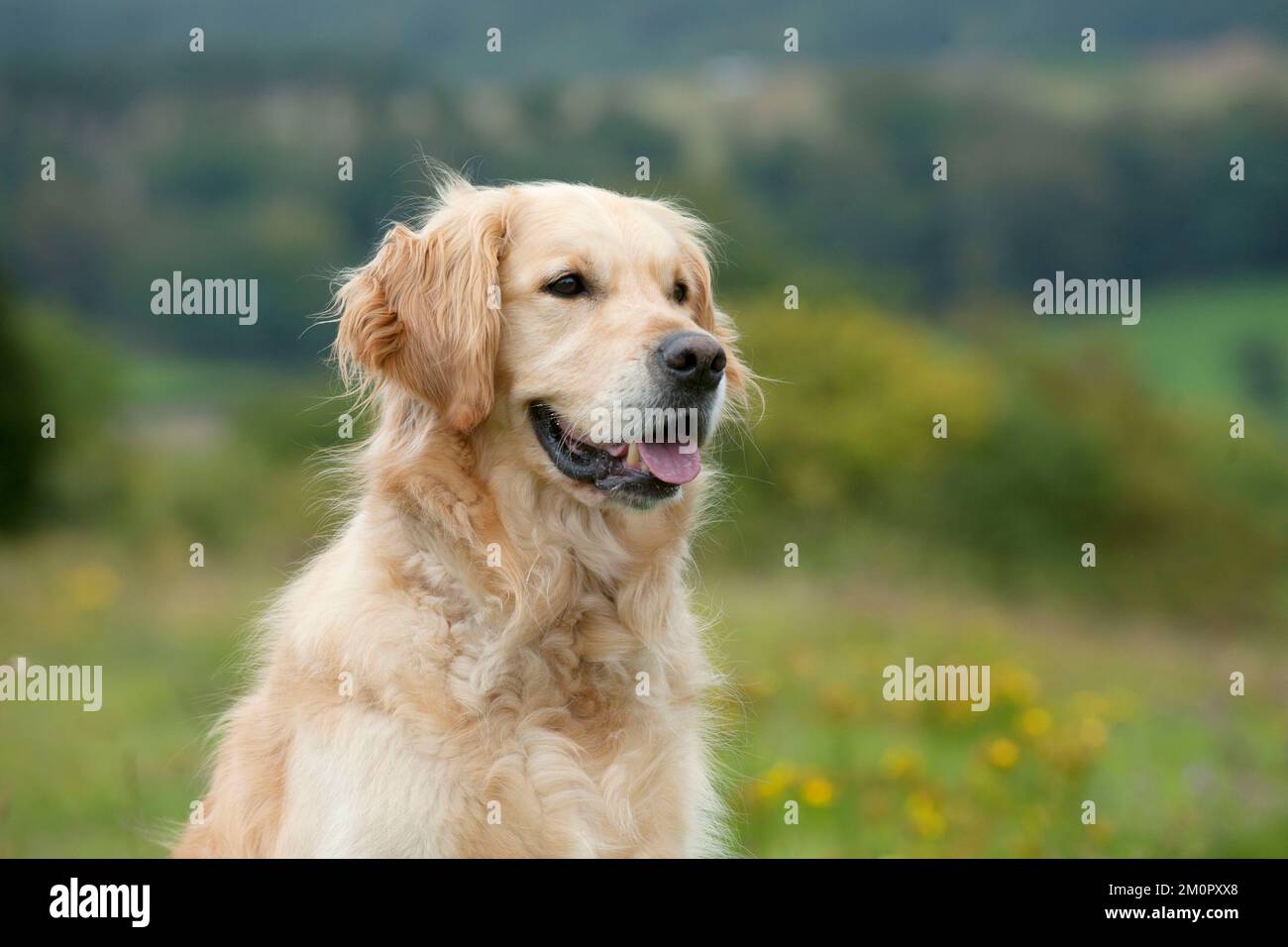 Golden retriever head hi-res stock photography and images - Alamy