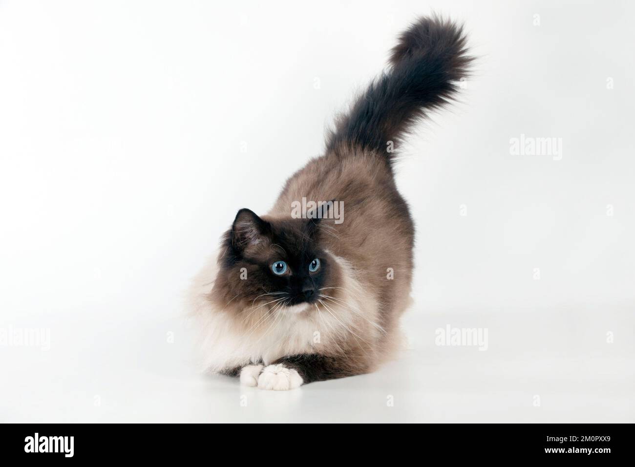 CAT - Seal mitted ragdoll Stock Photo - Alamy