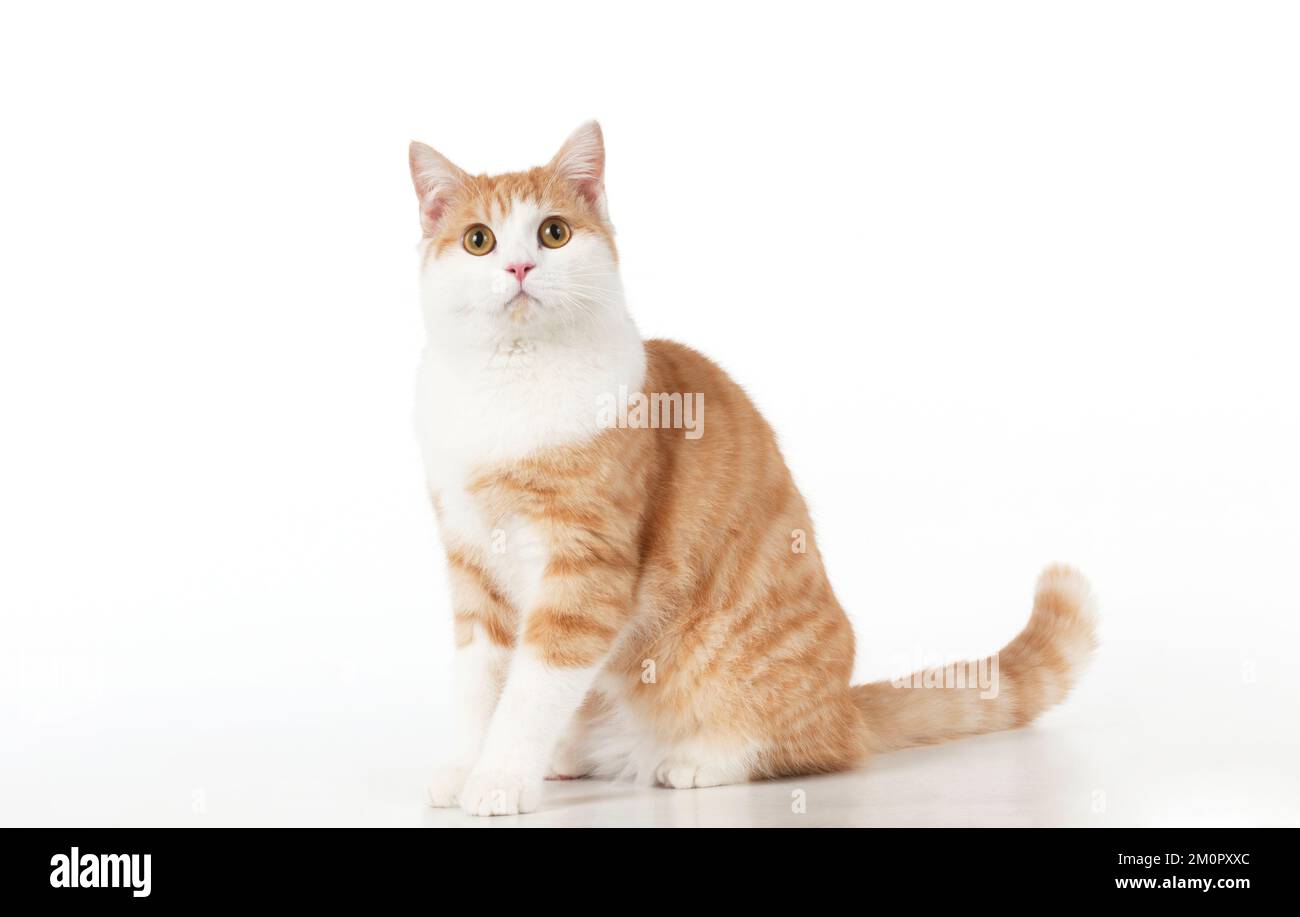 Ginger white cat hi-res stock photography and images - Alamy
