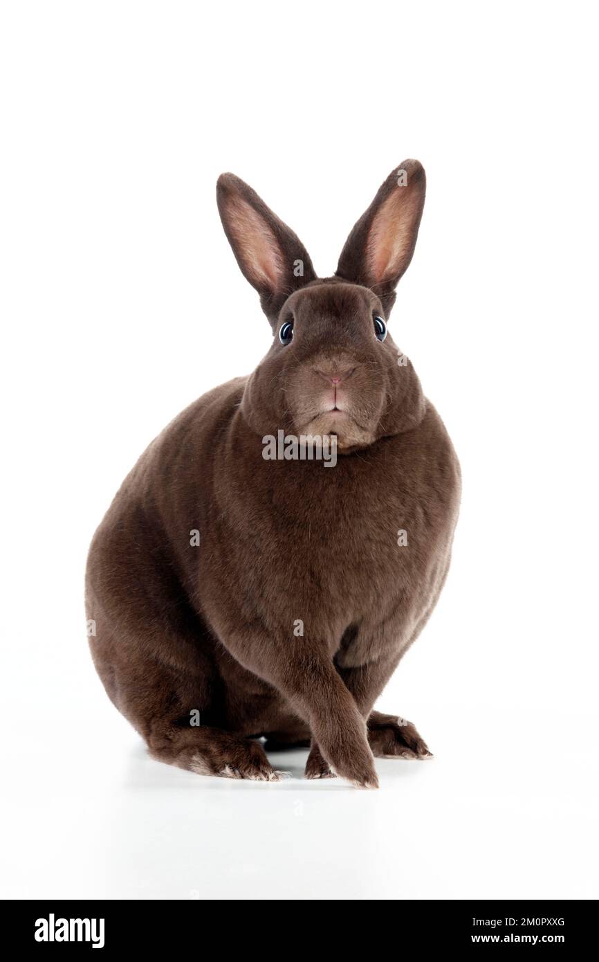 Miniature rabbit hi-res stock photography and images - Alamy