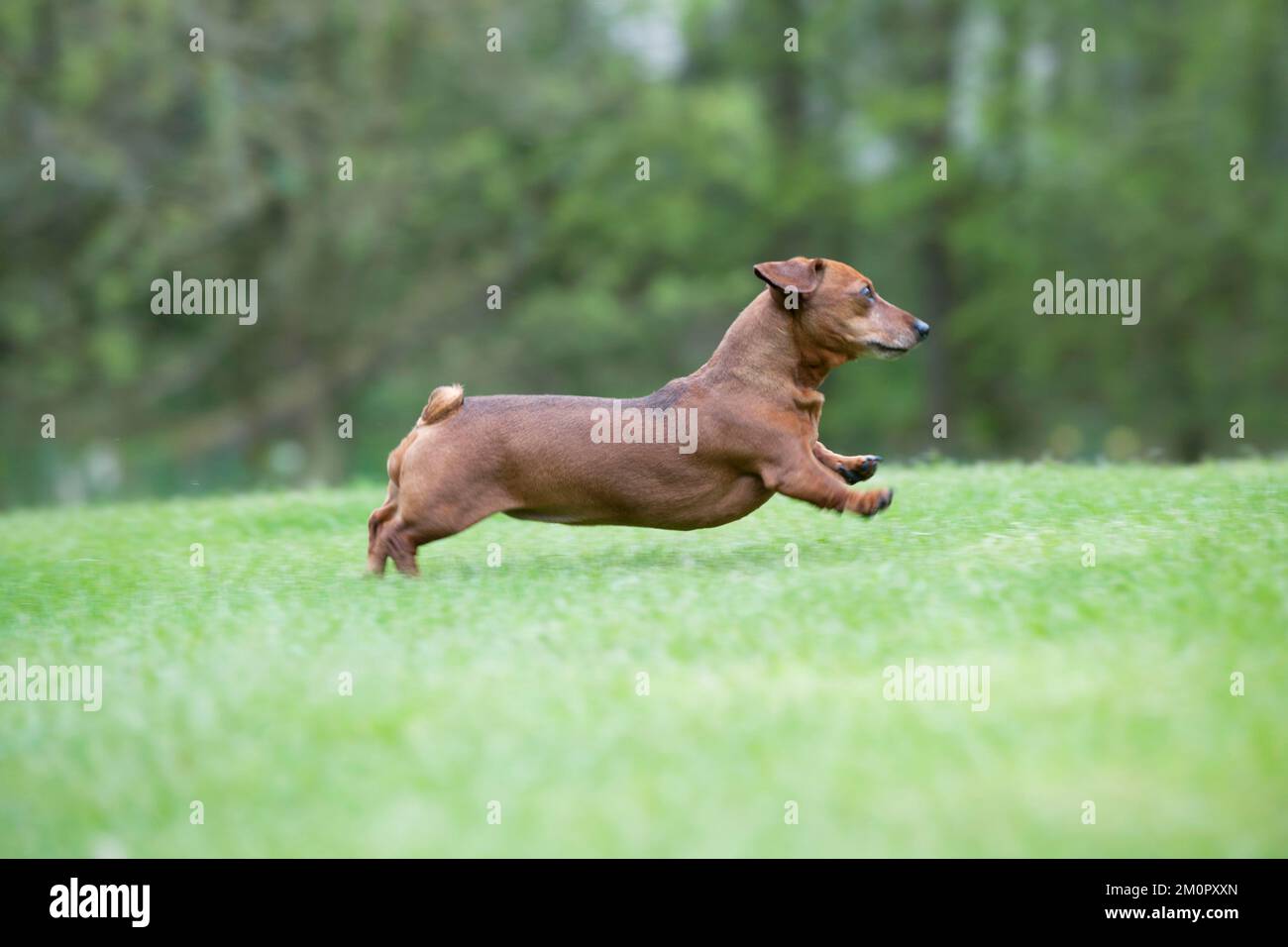 Dog - Miniature Short Haired Dachshund - running Stock Photo - Alamy