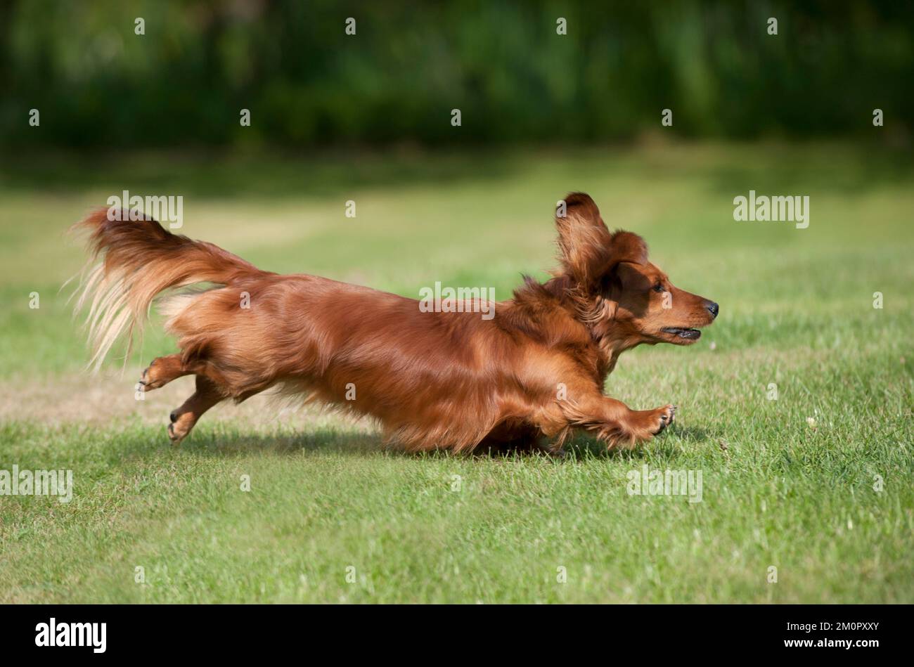 DOG - Miniature long haired dachshund running in garden Stock Photo - Alamy