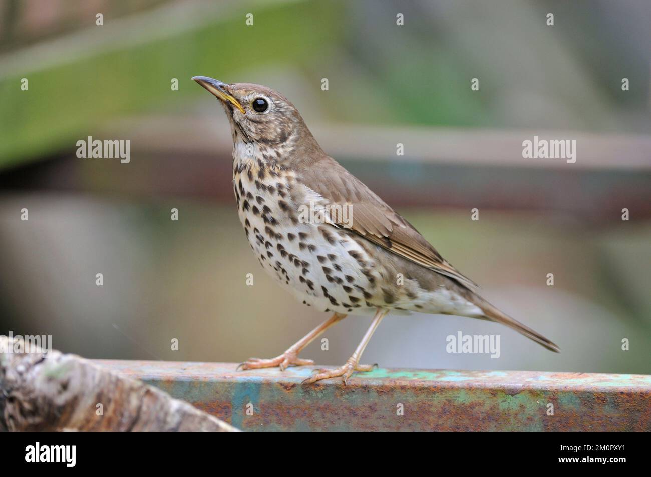 Thrush song hi-res stock photography and images - Alamy