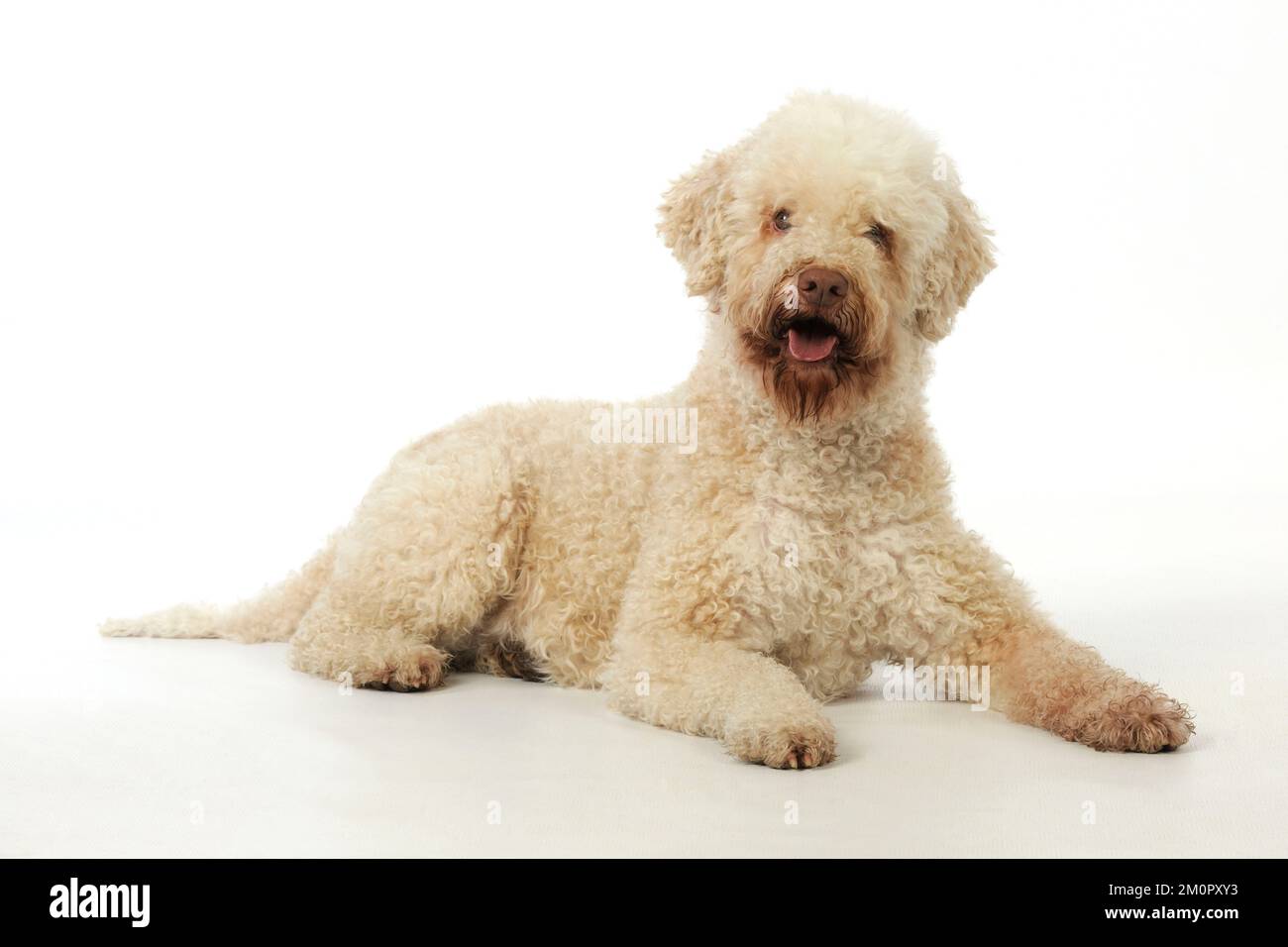 DOG. Lagotto romagnolo Stock Photo - Alamy
