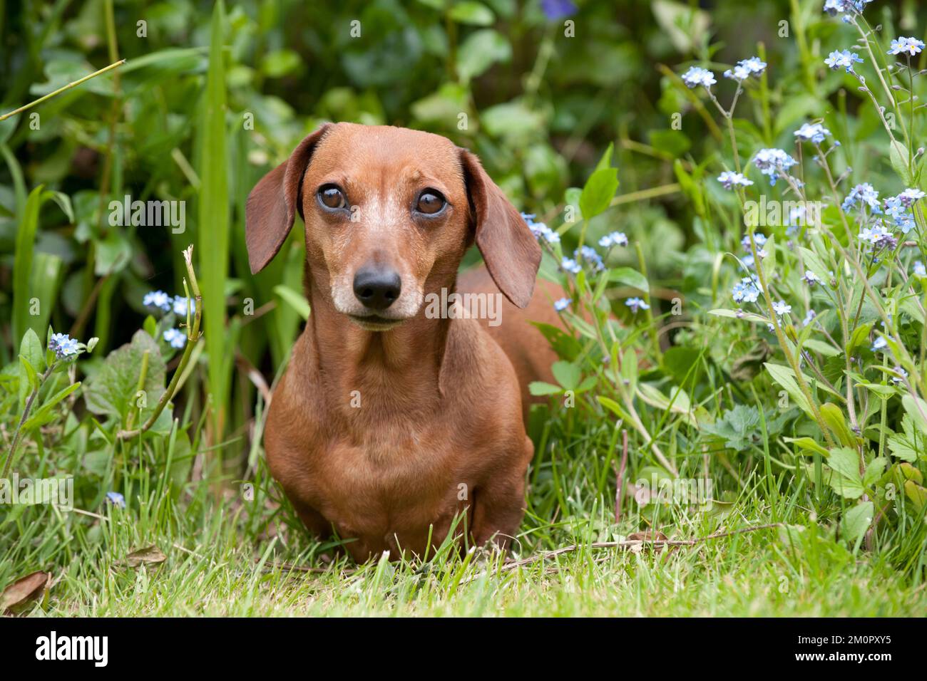 Dog - Miniature Short Haired Dachshund - in garden Stock Photo - Alamy